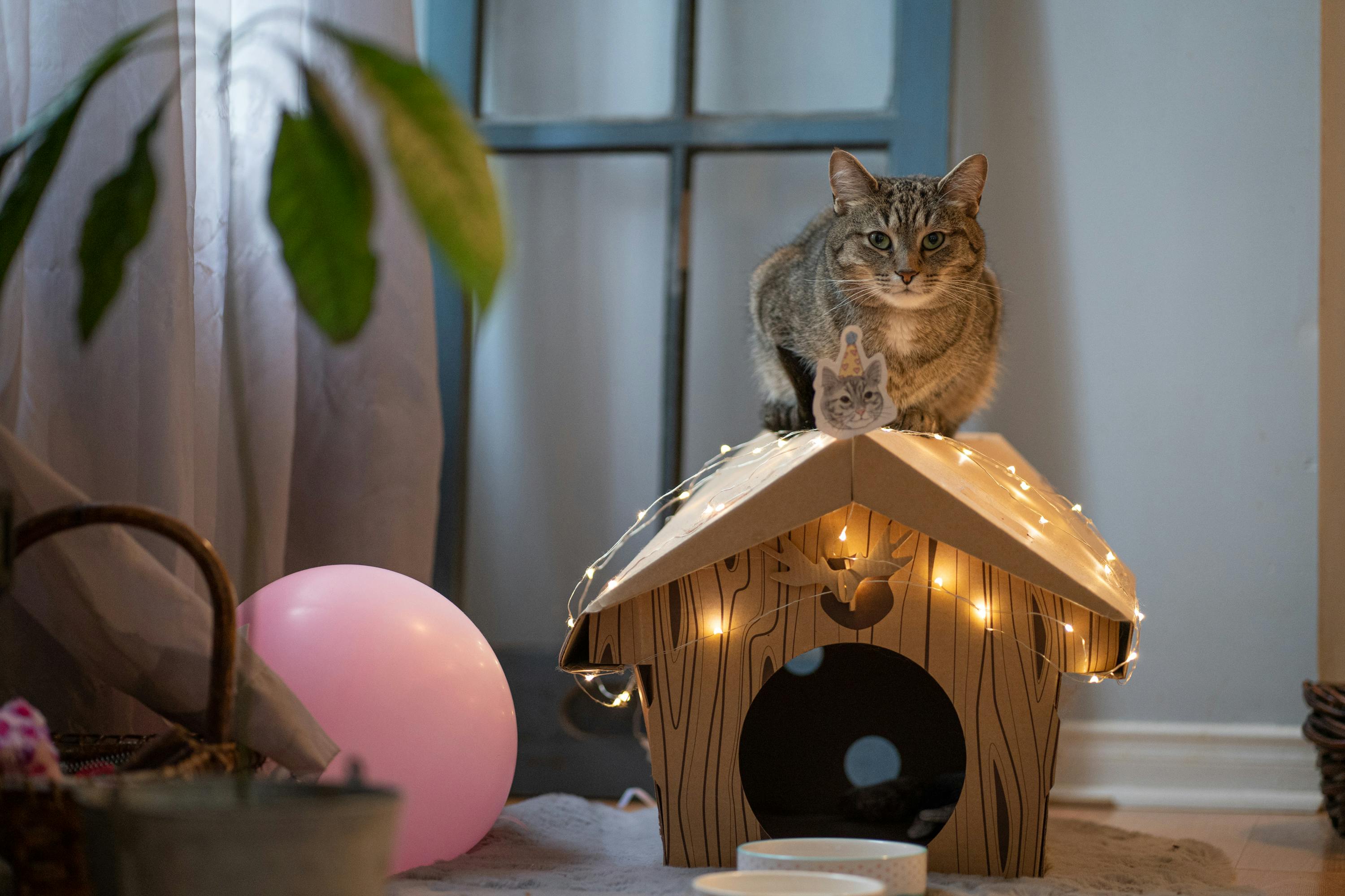 Cat Ball Of String Photos, Download The BEST Free Cat Ball Of String ...