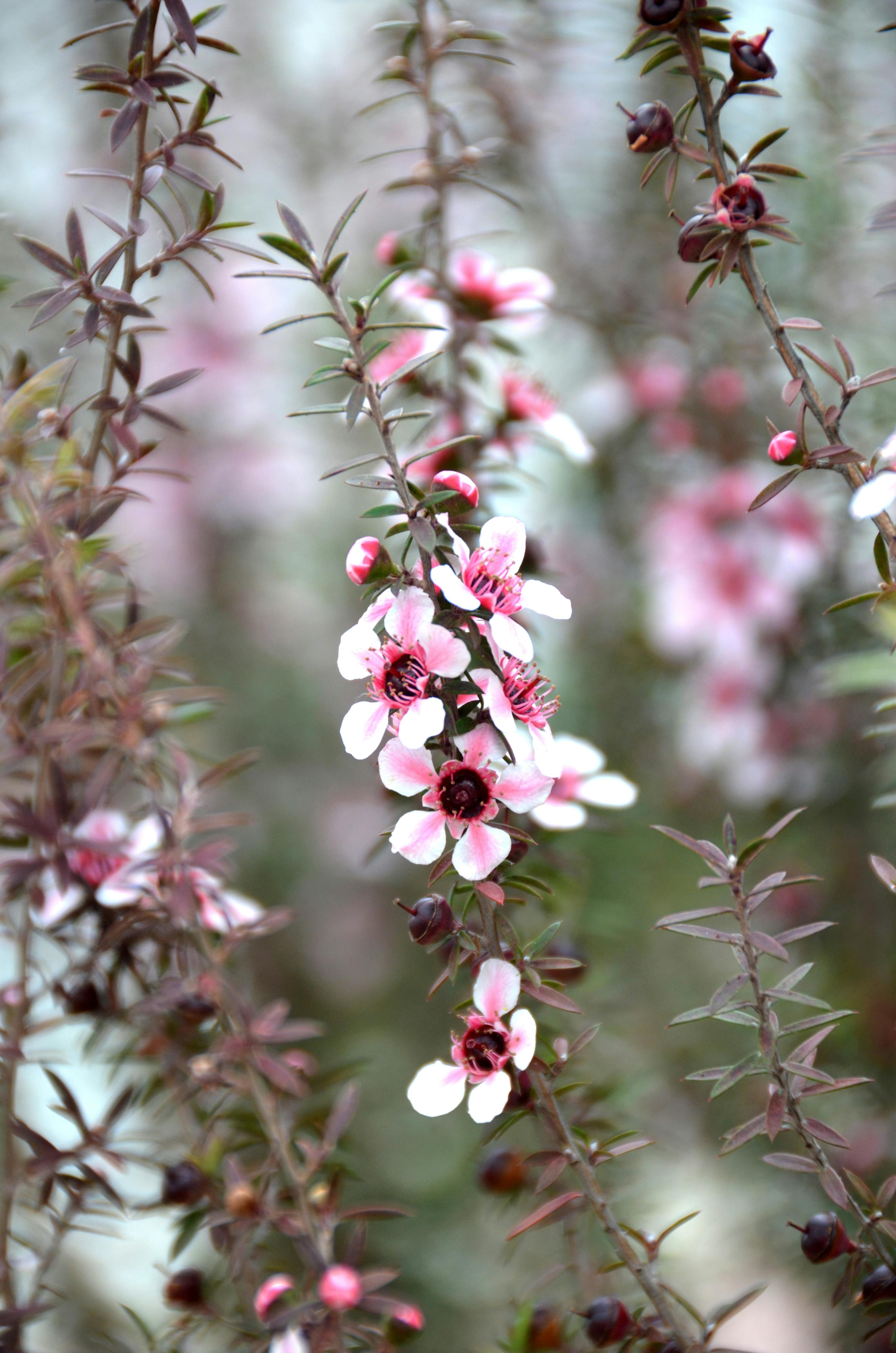 Close-up of a Manuka Plant · Free Stock Photo