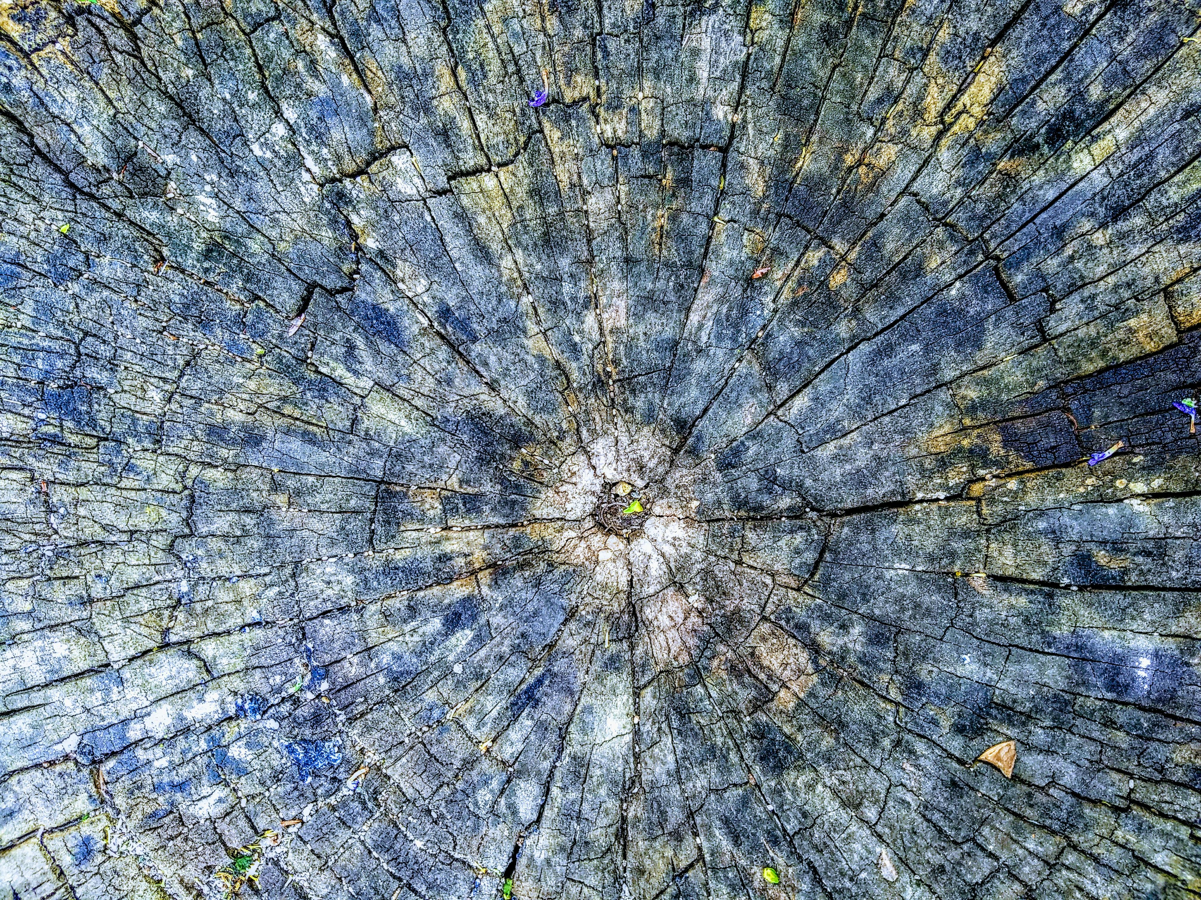 Free stock photo of decay, tree, wood