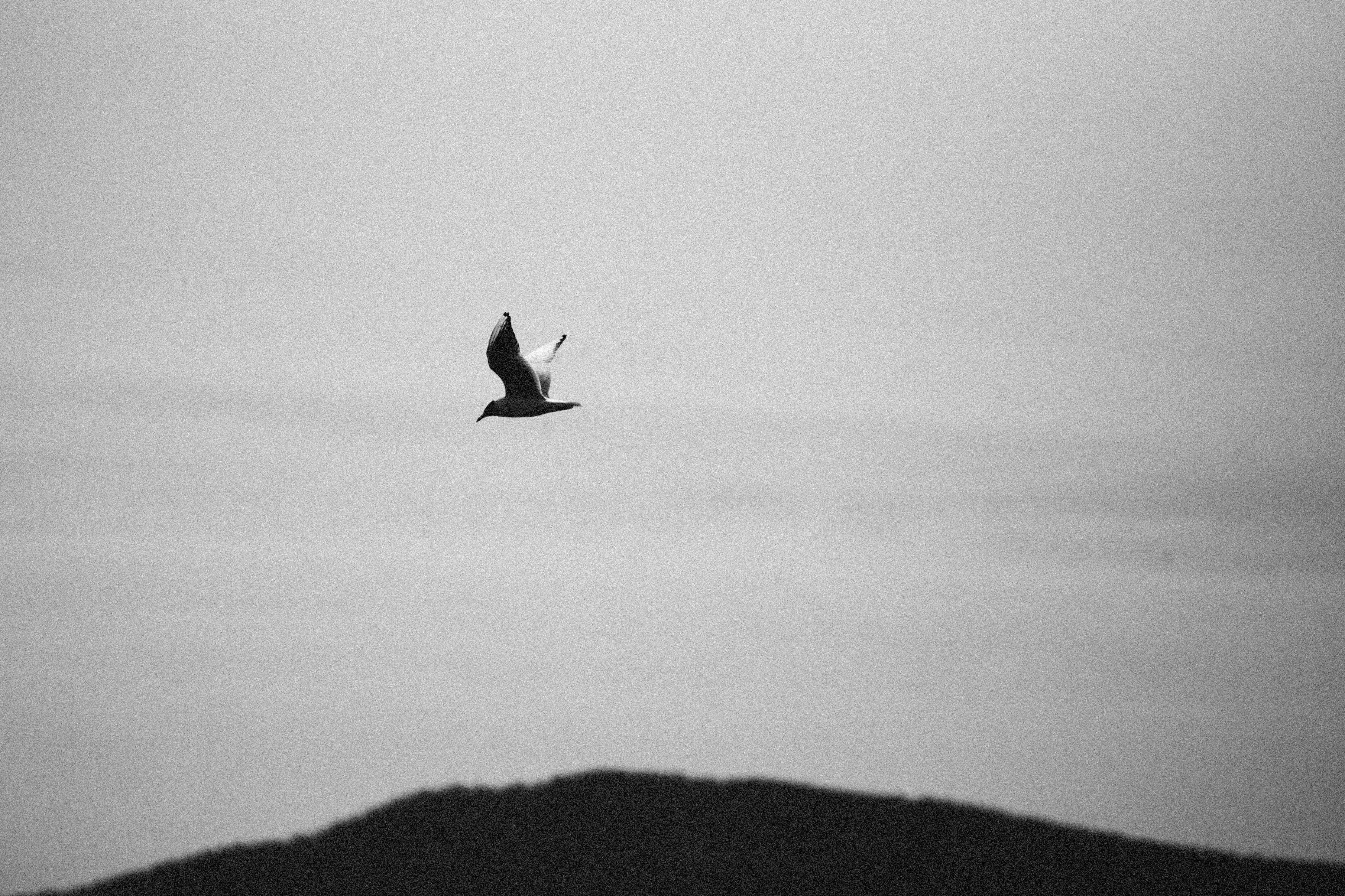 Photo of Birds Flying Freely in the Sky · Free Stock Photo