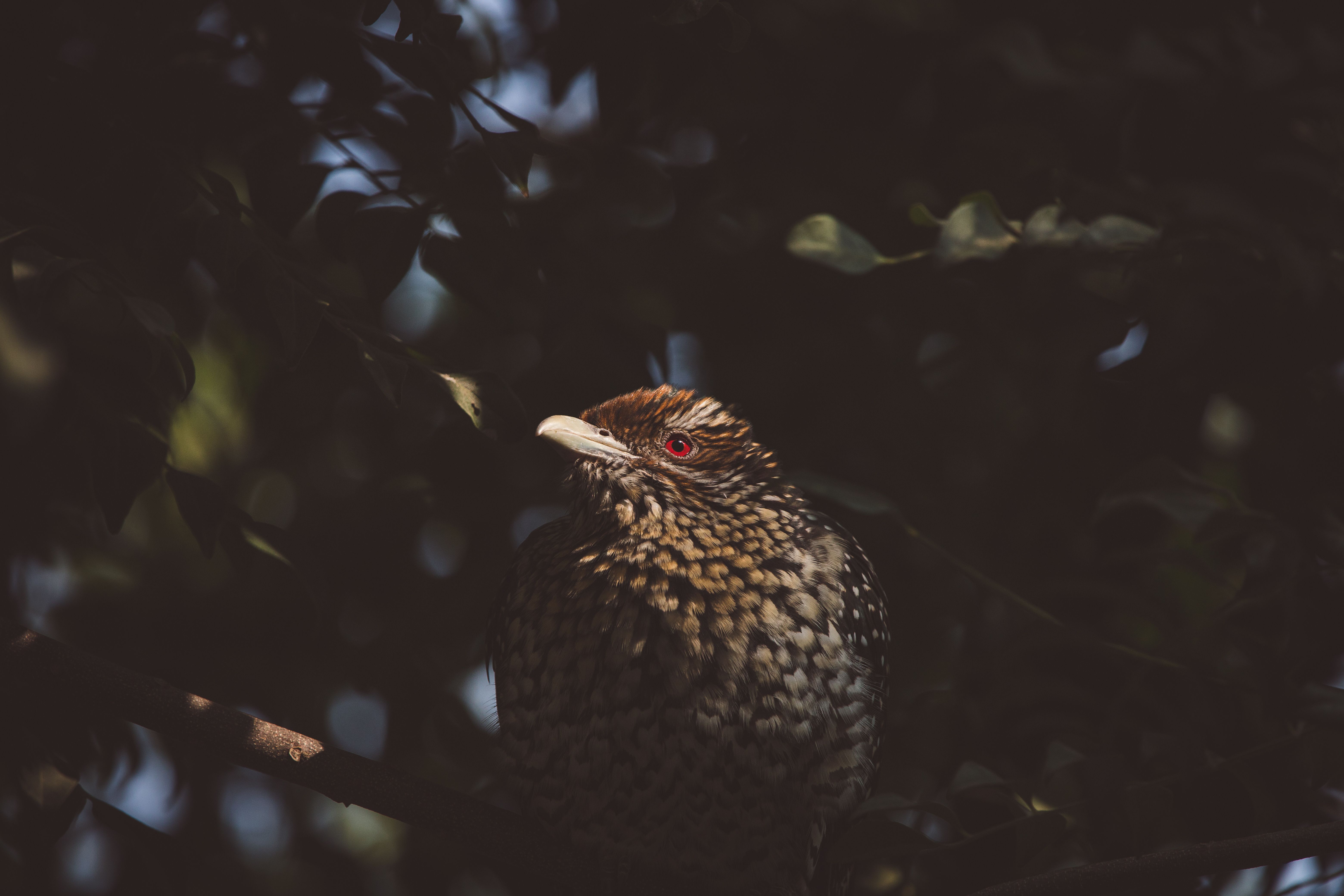 Vivek Doshi - Photography