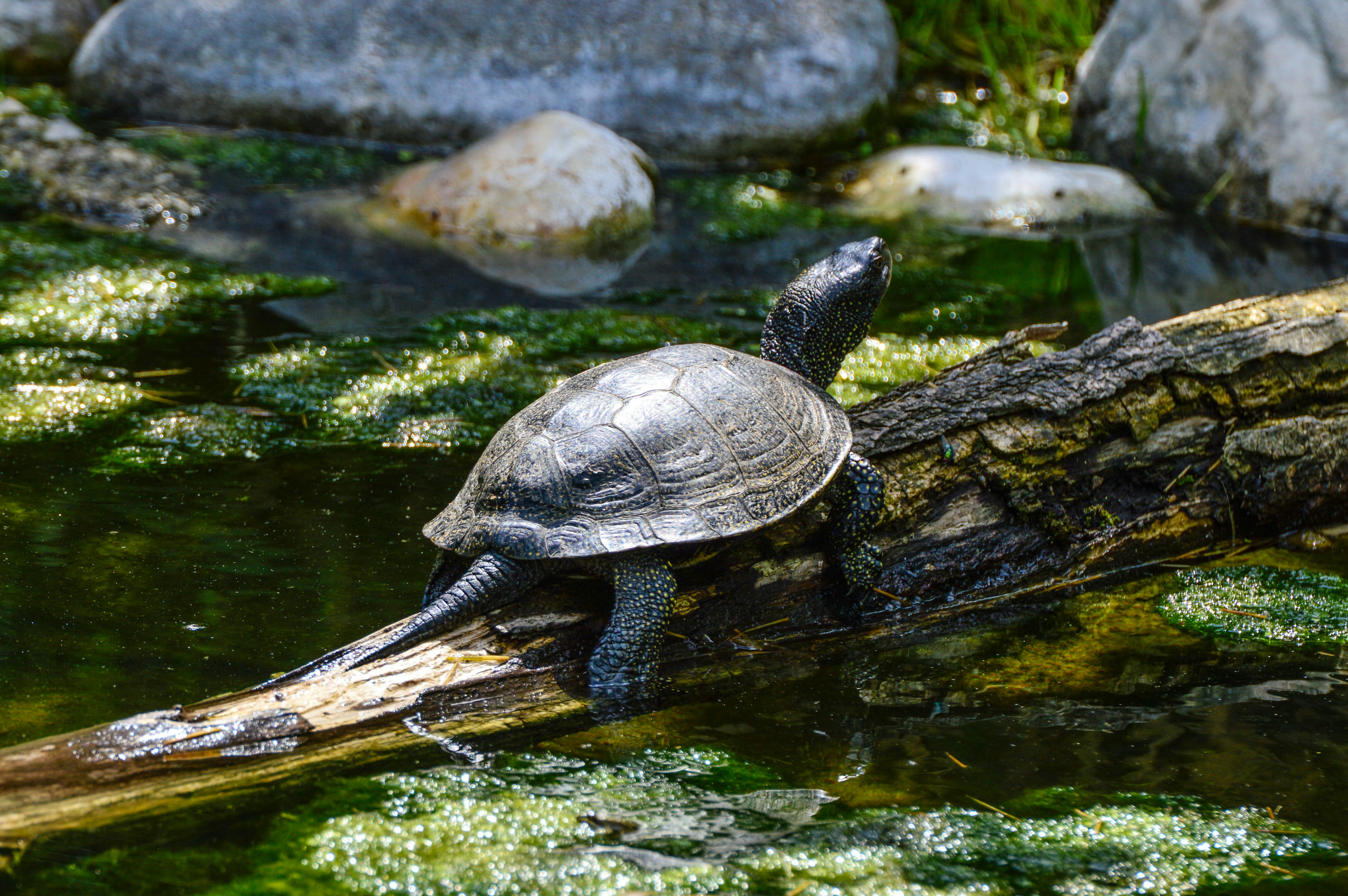A Turtle on the Log · Free Stock Photo
