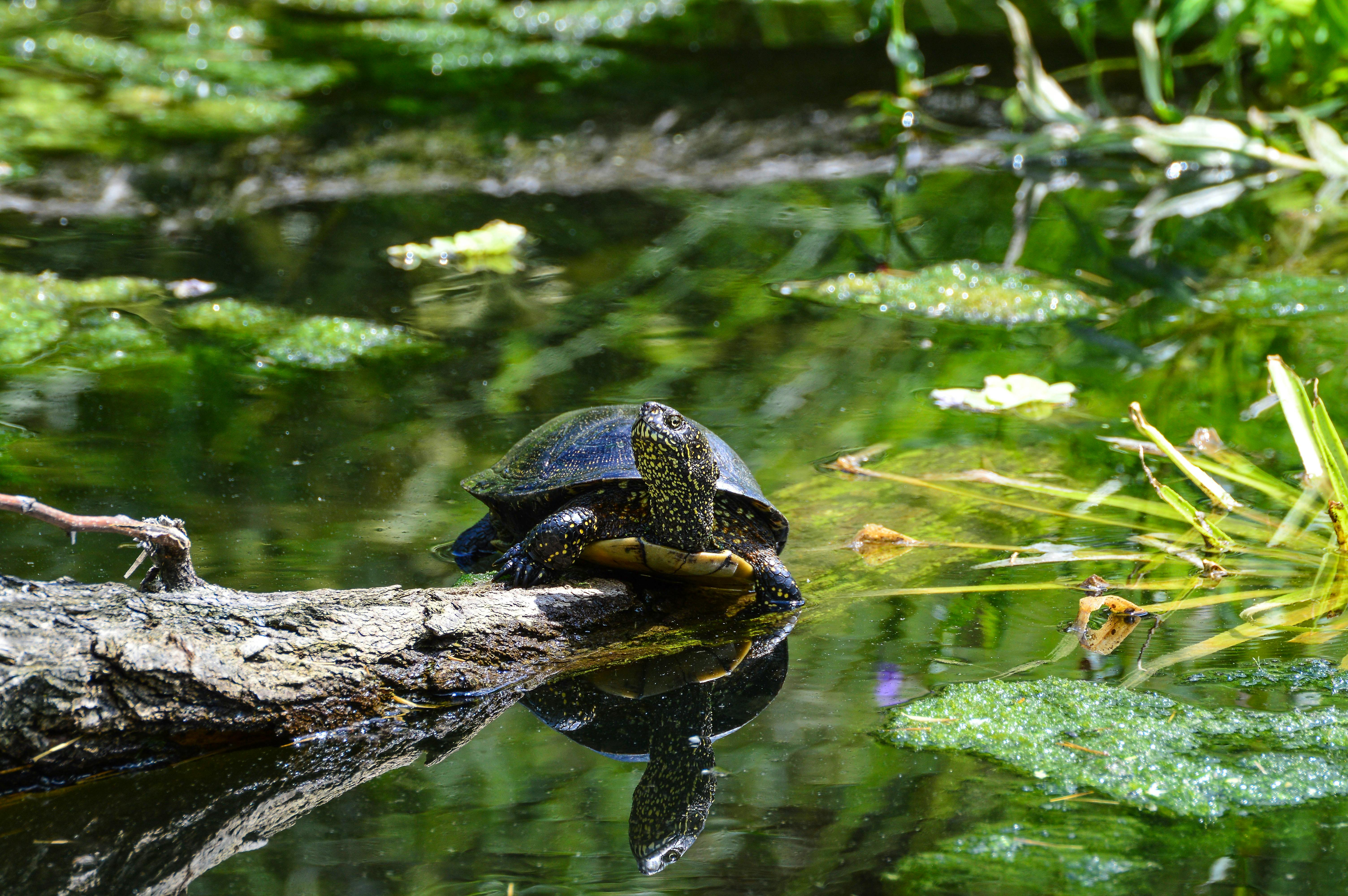 Brown Turtle on Wood Trunk · Free Stock Photo