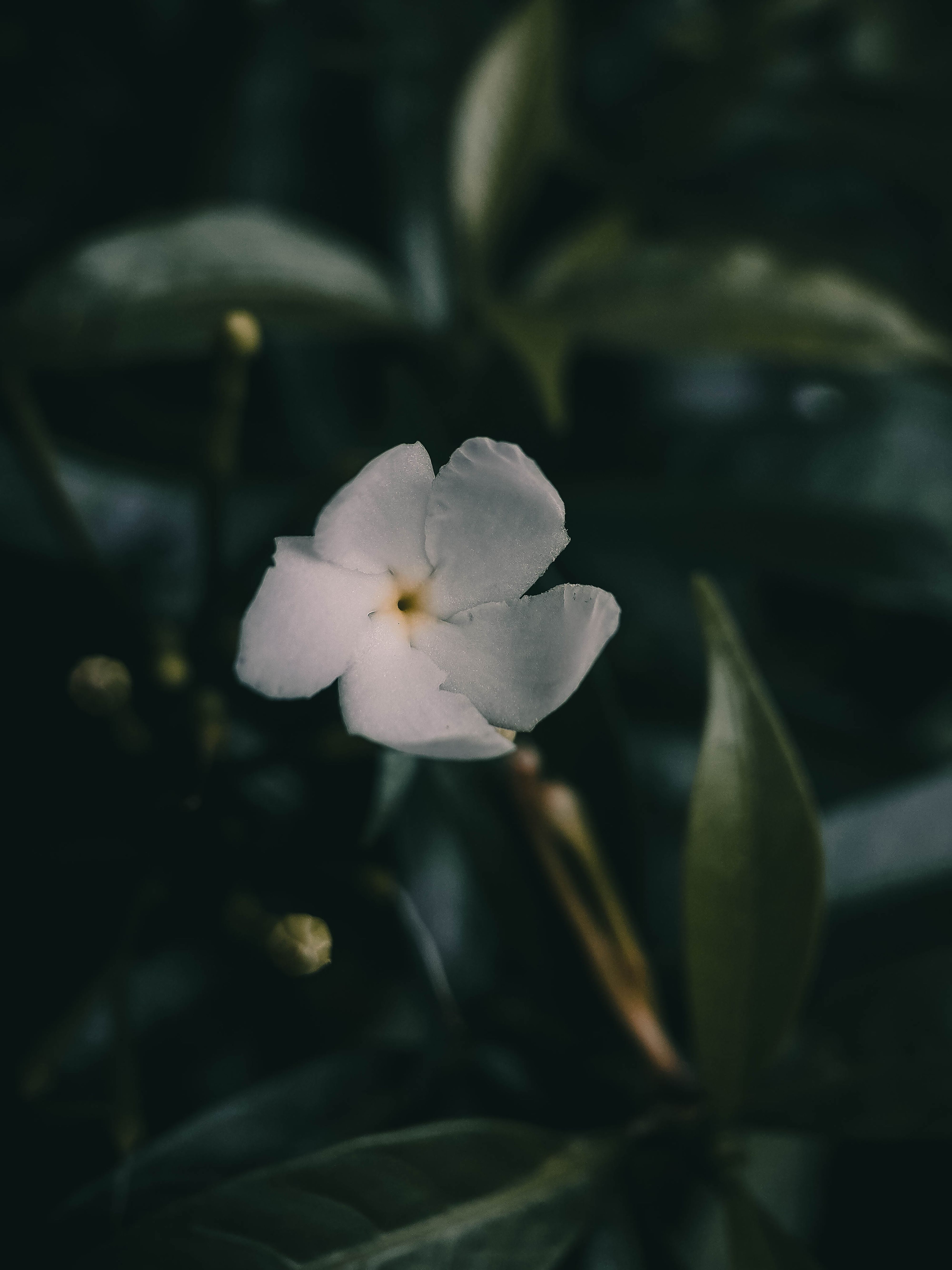 White Flower Jasmine With Buds · Free Stock Photo