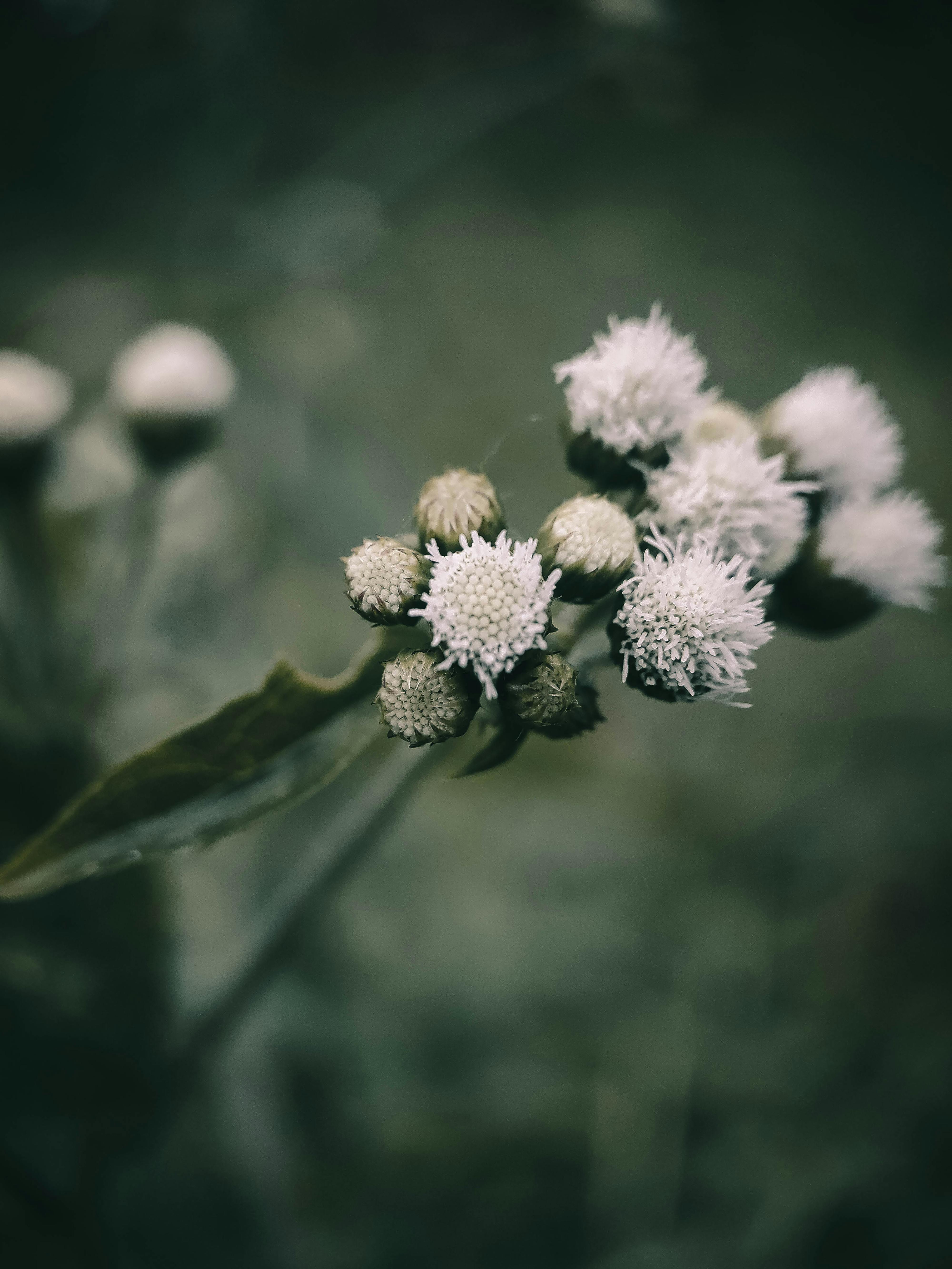 Beautiful Weeds Photos, Download The BEST Free Beautiful Weeds Stock ...