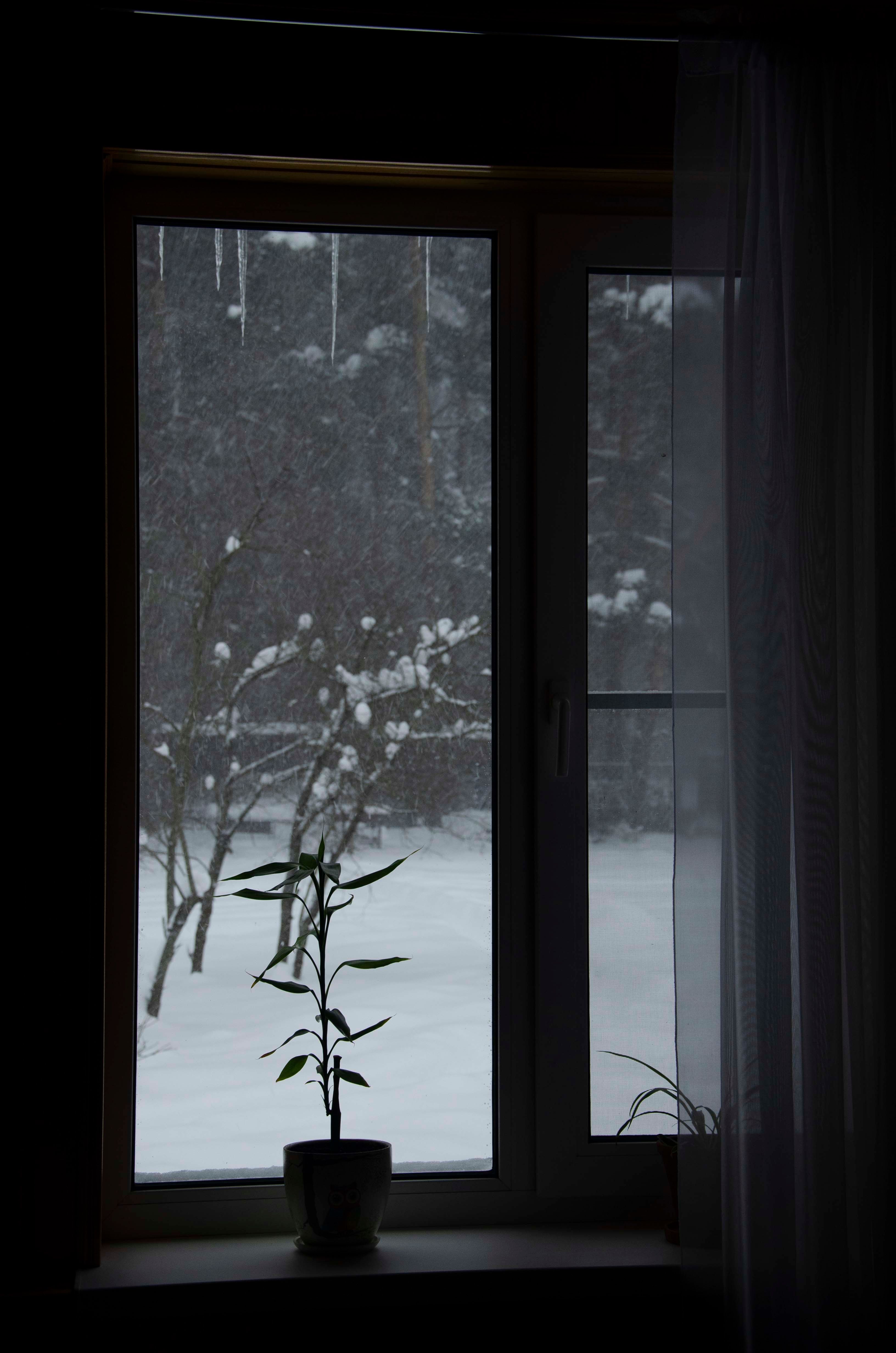 Potted Plant by Window with Textured Glass · Free Stock Photo