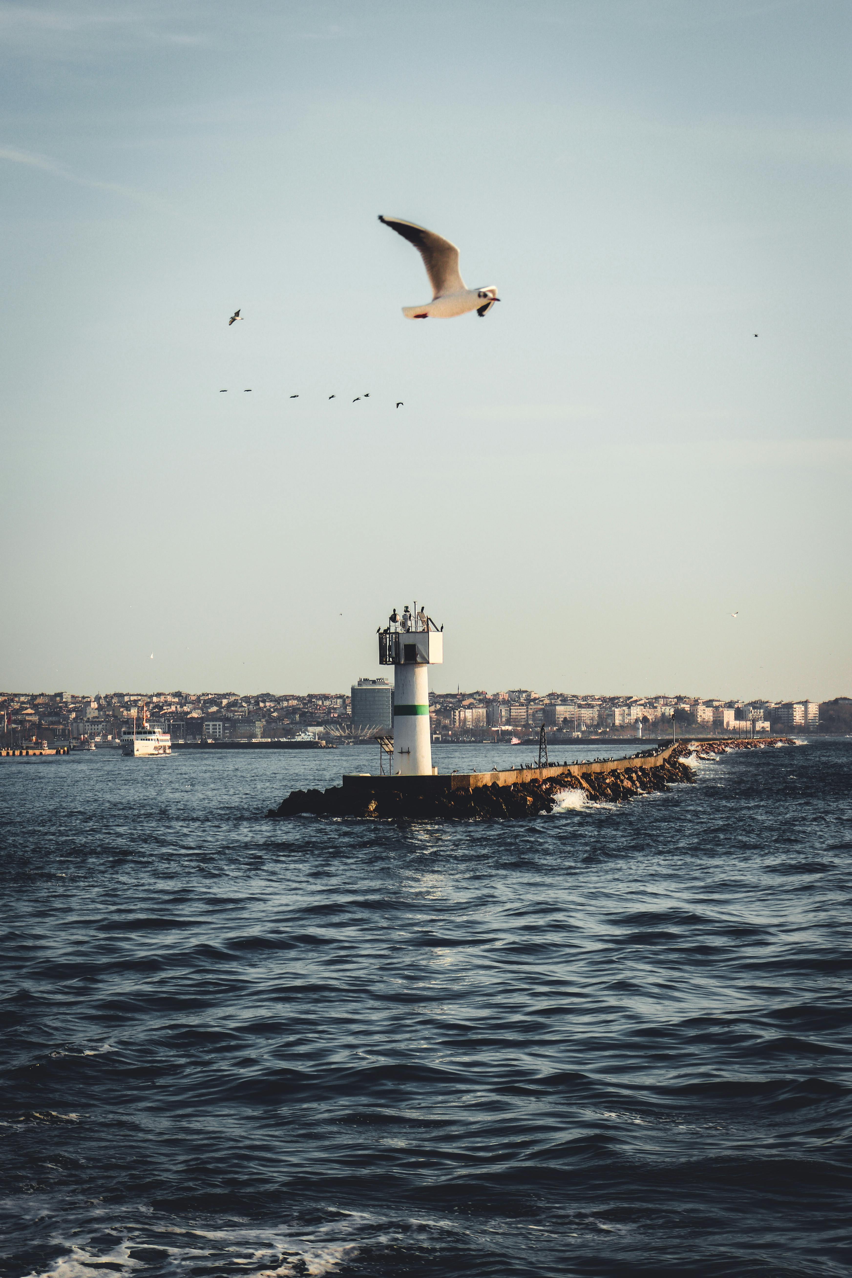 Bird Flying Over Body of Water · Free Stock Photo