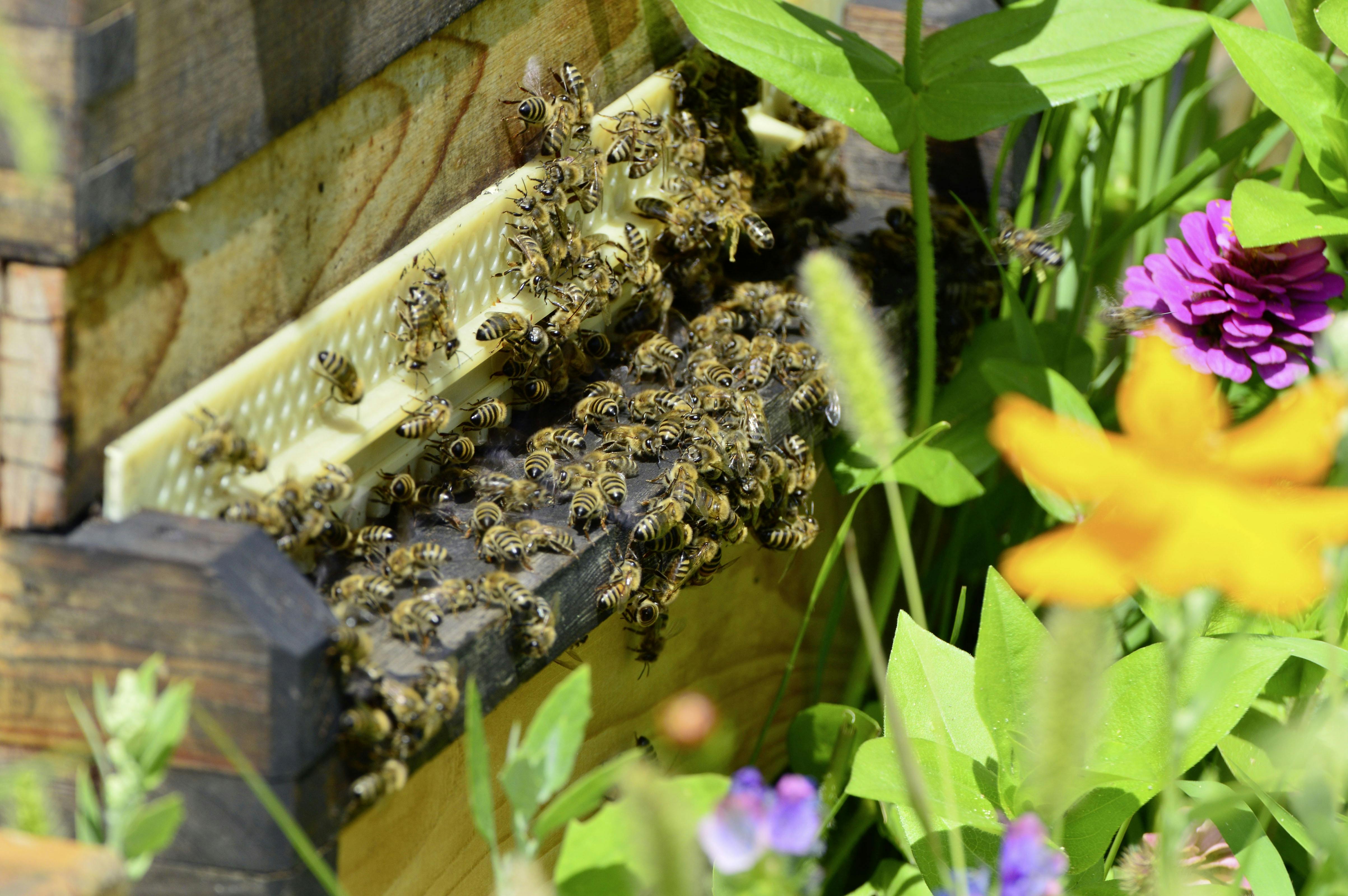 Bee Hive Photos, Download The BEST Free Bee Hive Stock Photos & HD Images