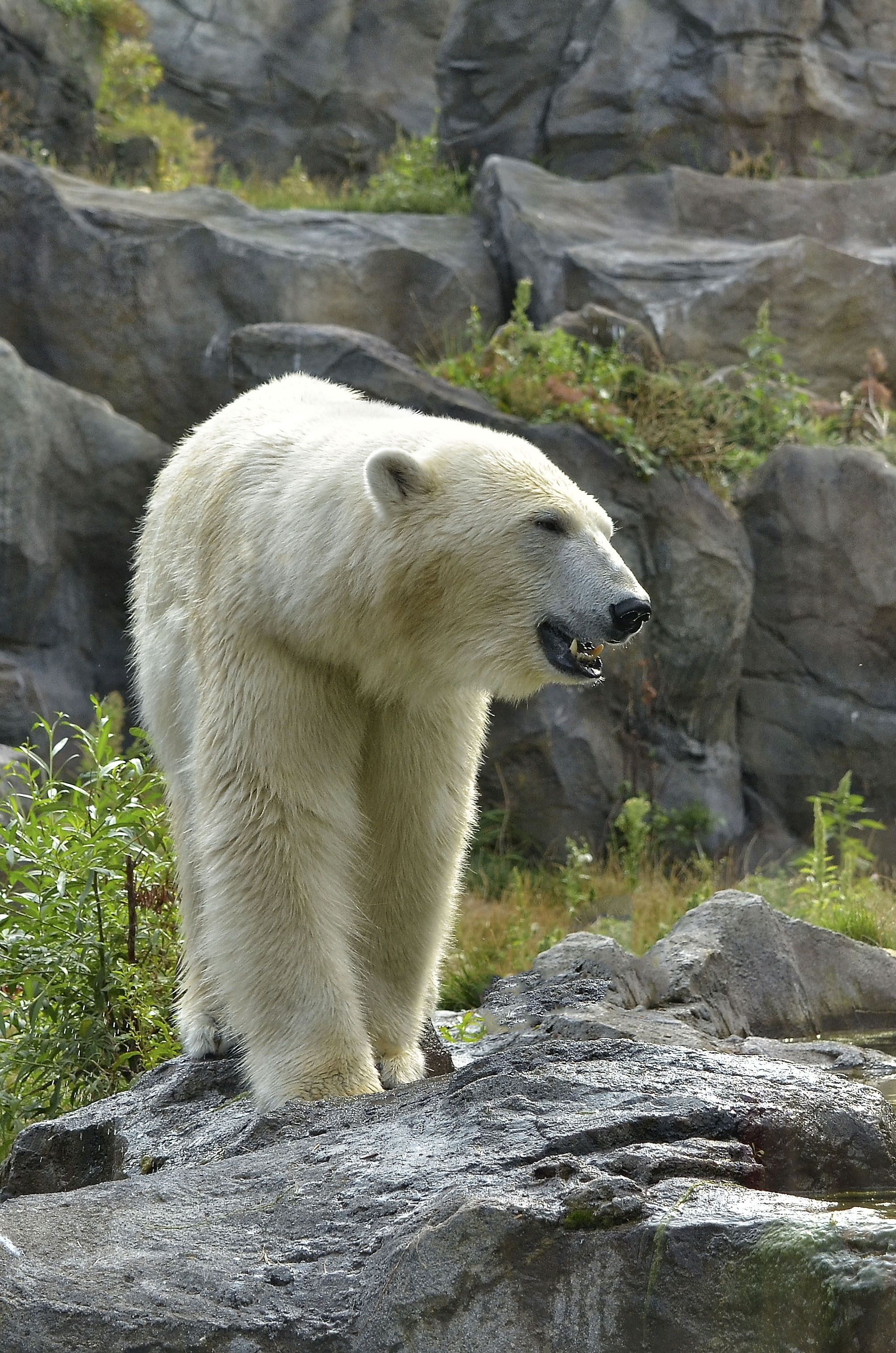 Close Photography of White Polar Bear · Free Stock Photo
