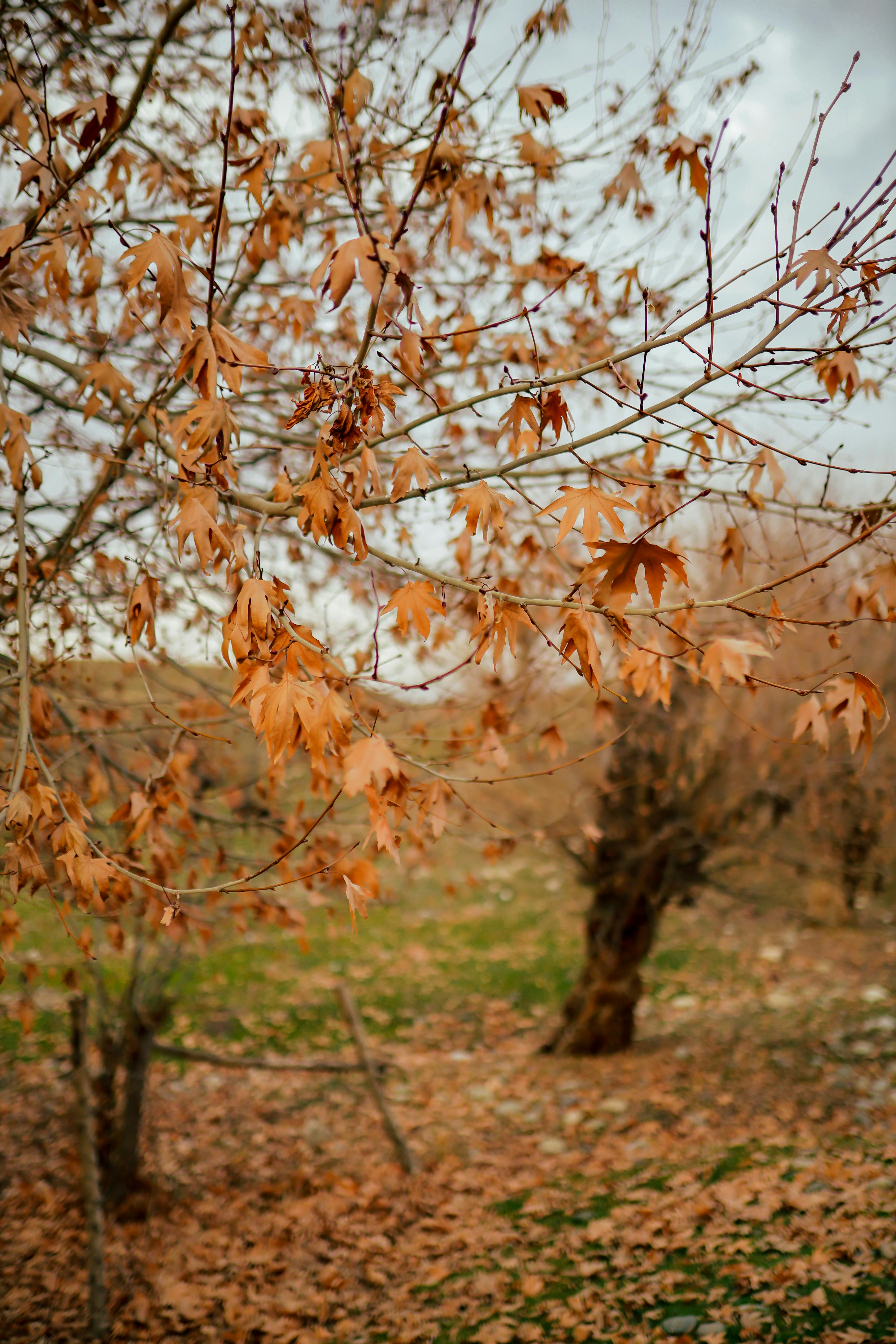 Brown Tree Without Leaves