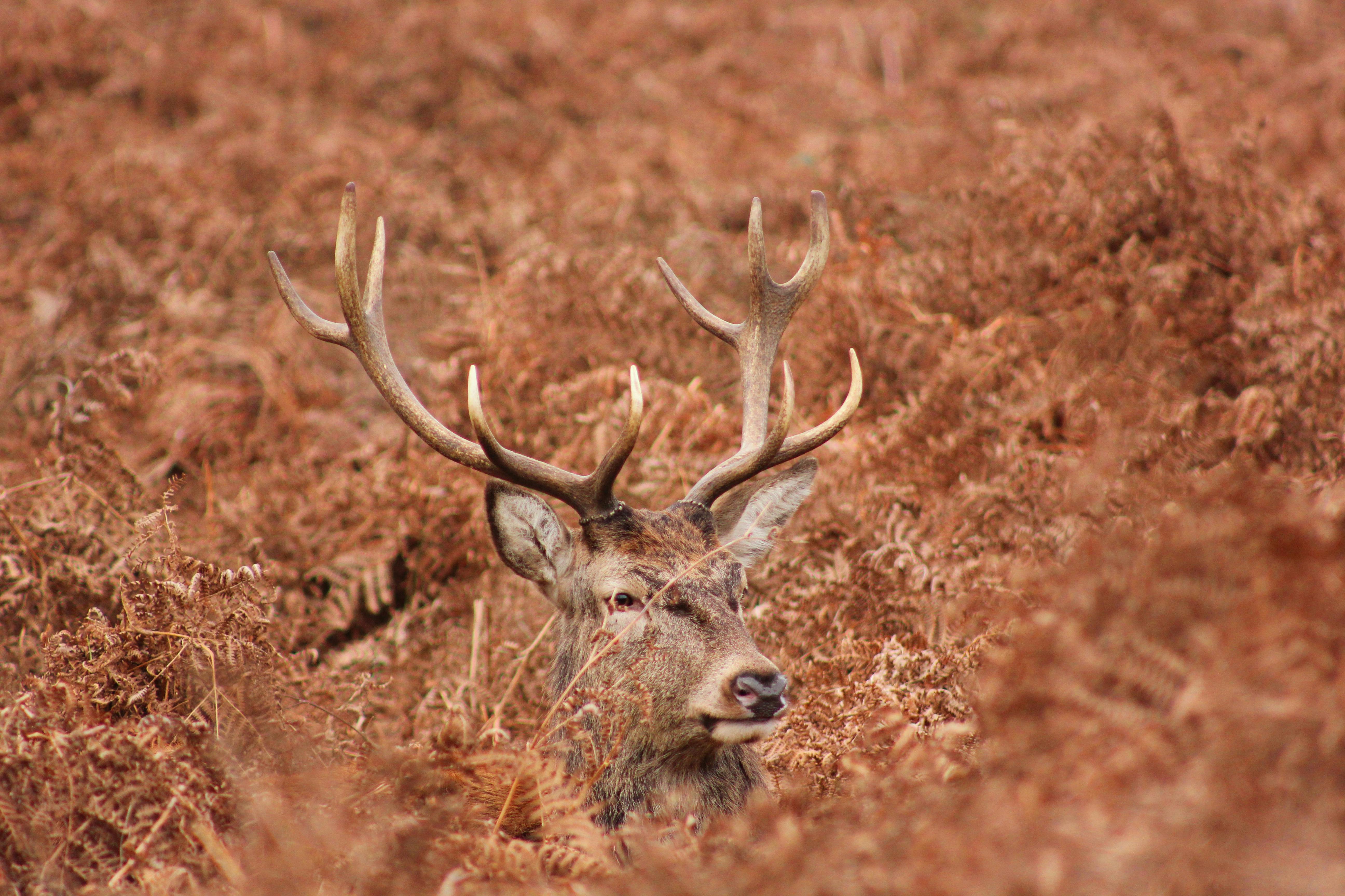 Photograph of a Deer with Antlers · Free Stock Photo