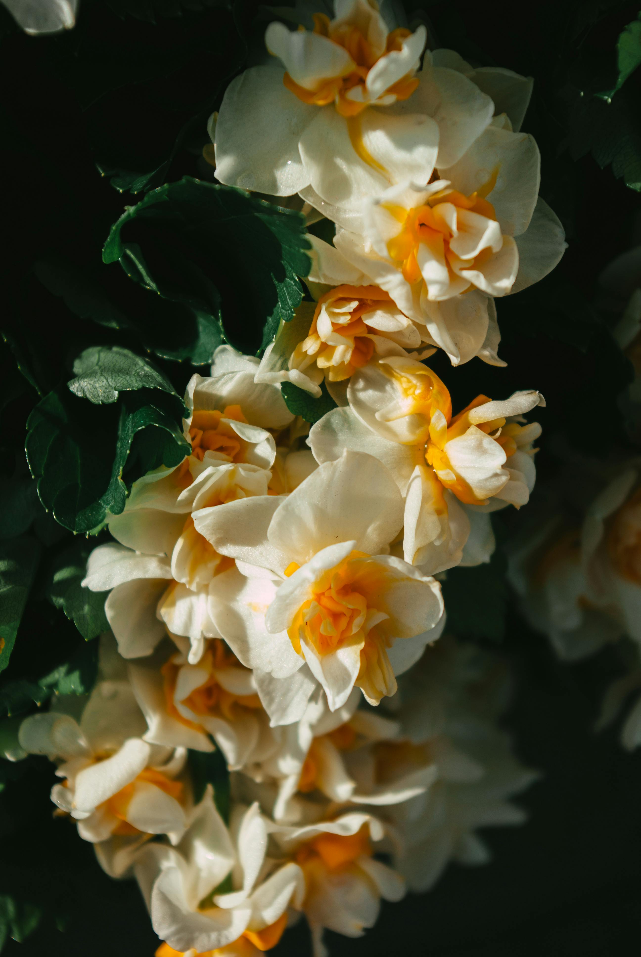 Close Up Photo of Daffodil · Free Stock Photo