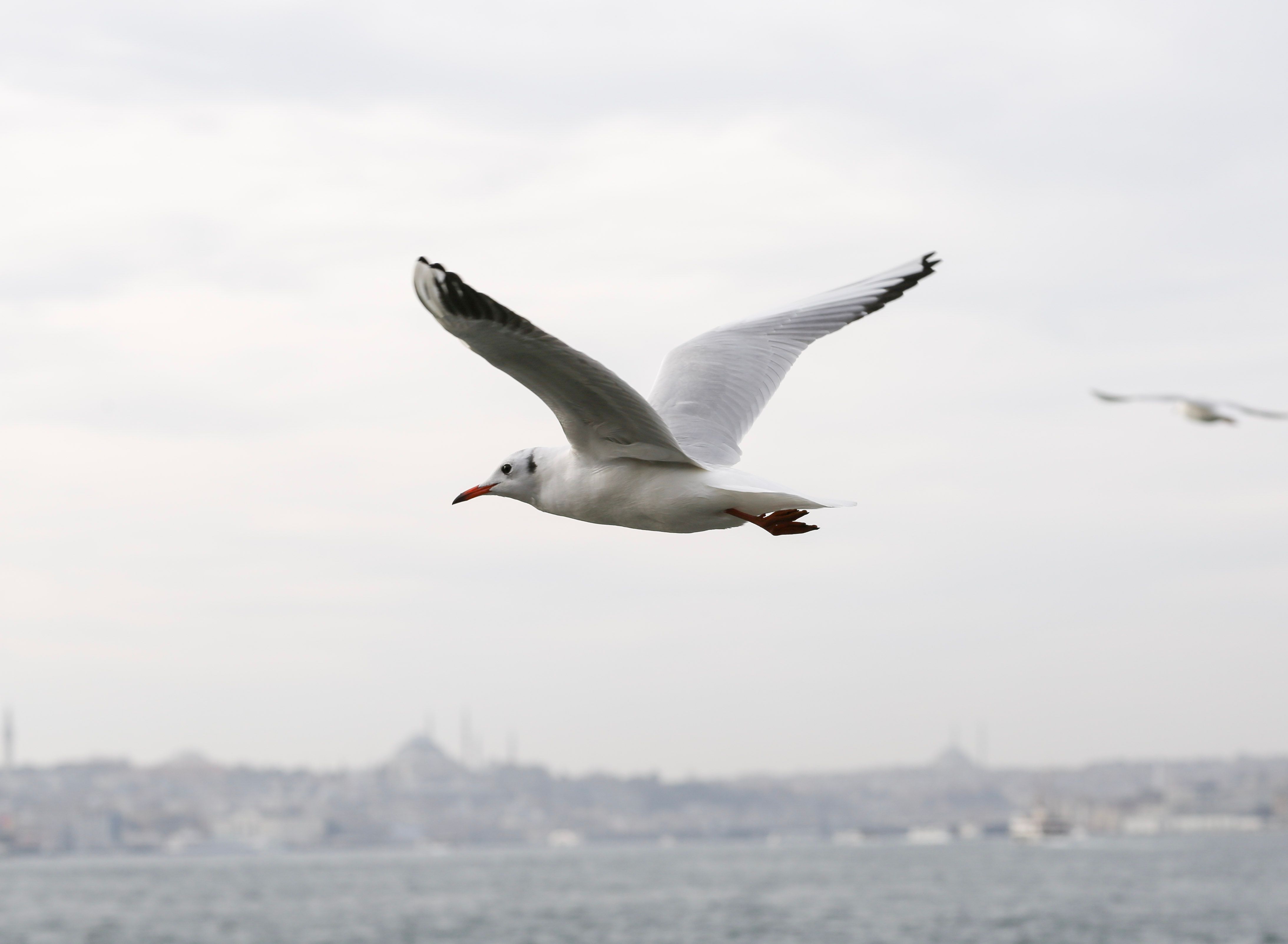 Close up of Flying Seagull · Free Stock Photo