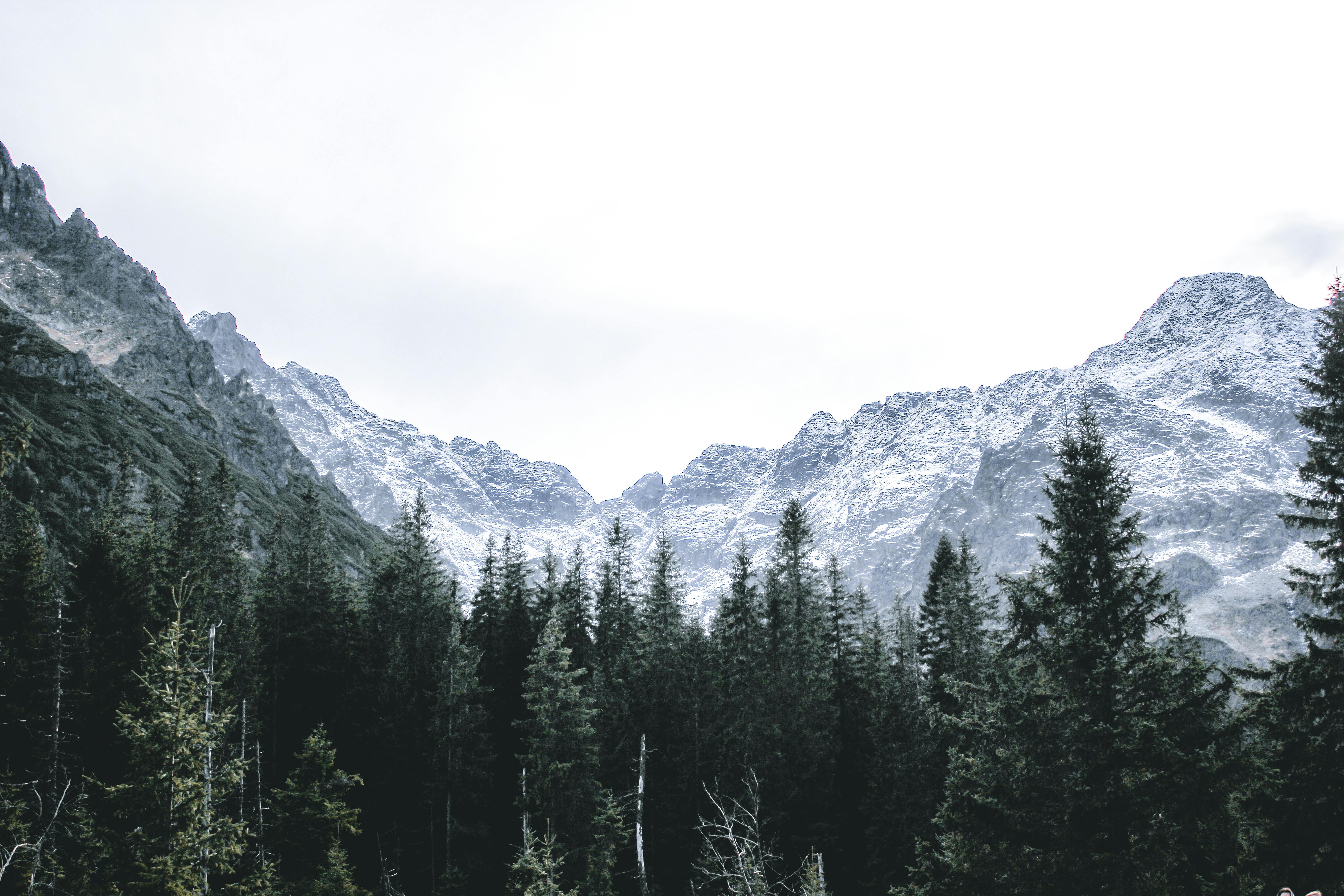 Forest · Free Stock Photo