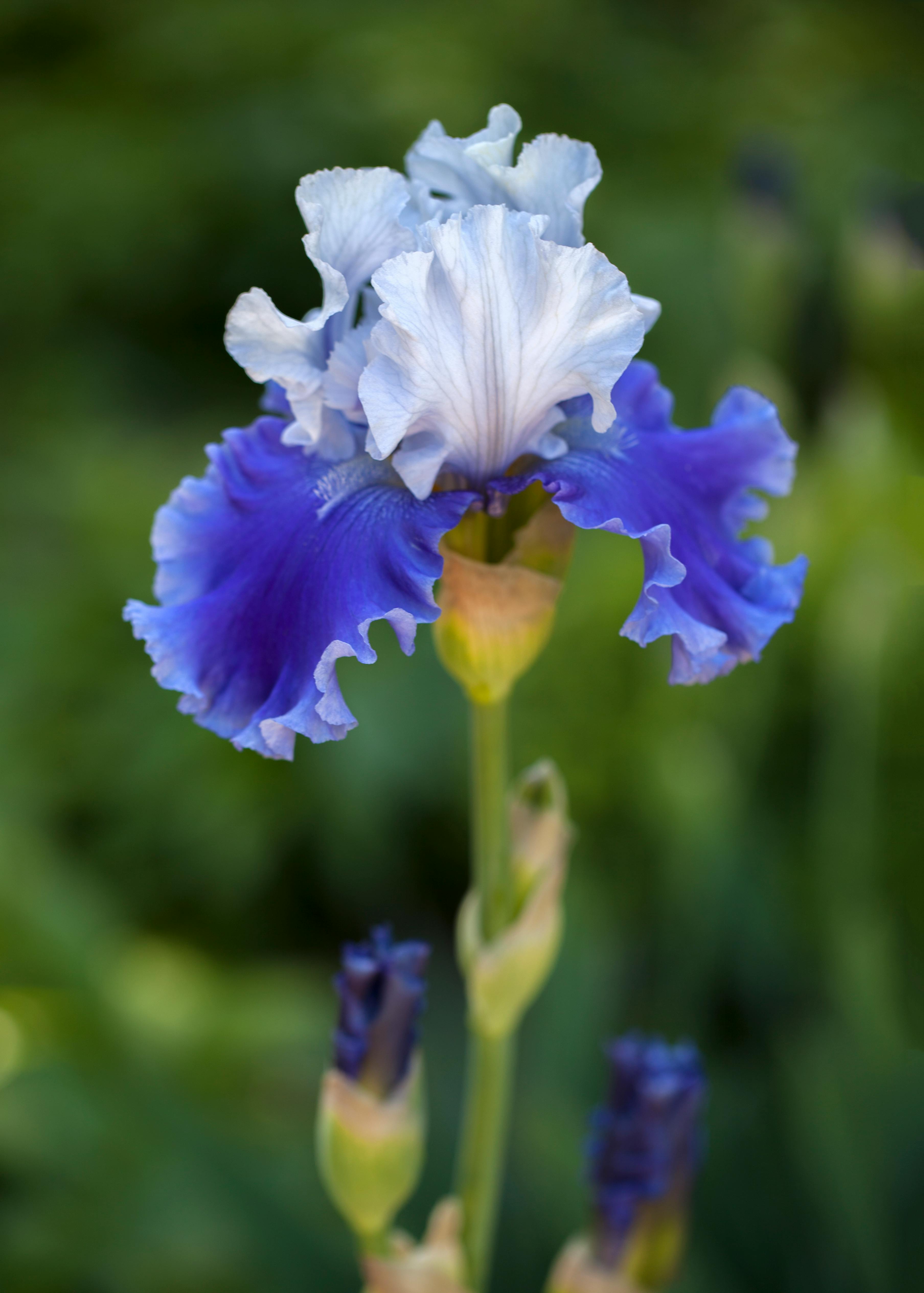 Close-Up Shot of a Blue Iris Flower · Free Stock Photo