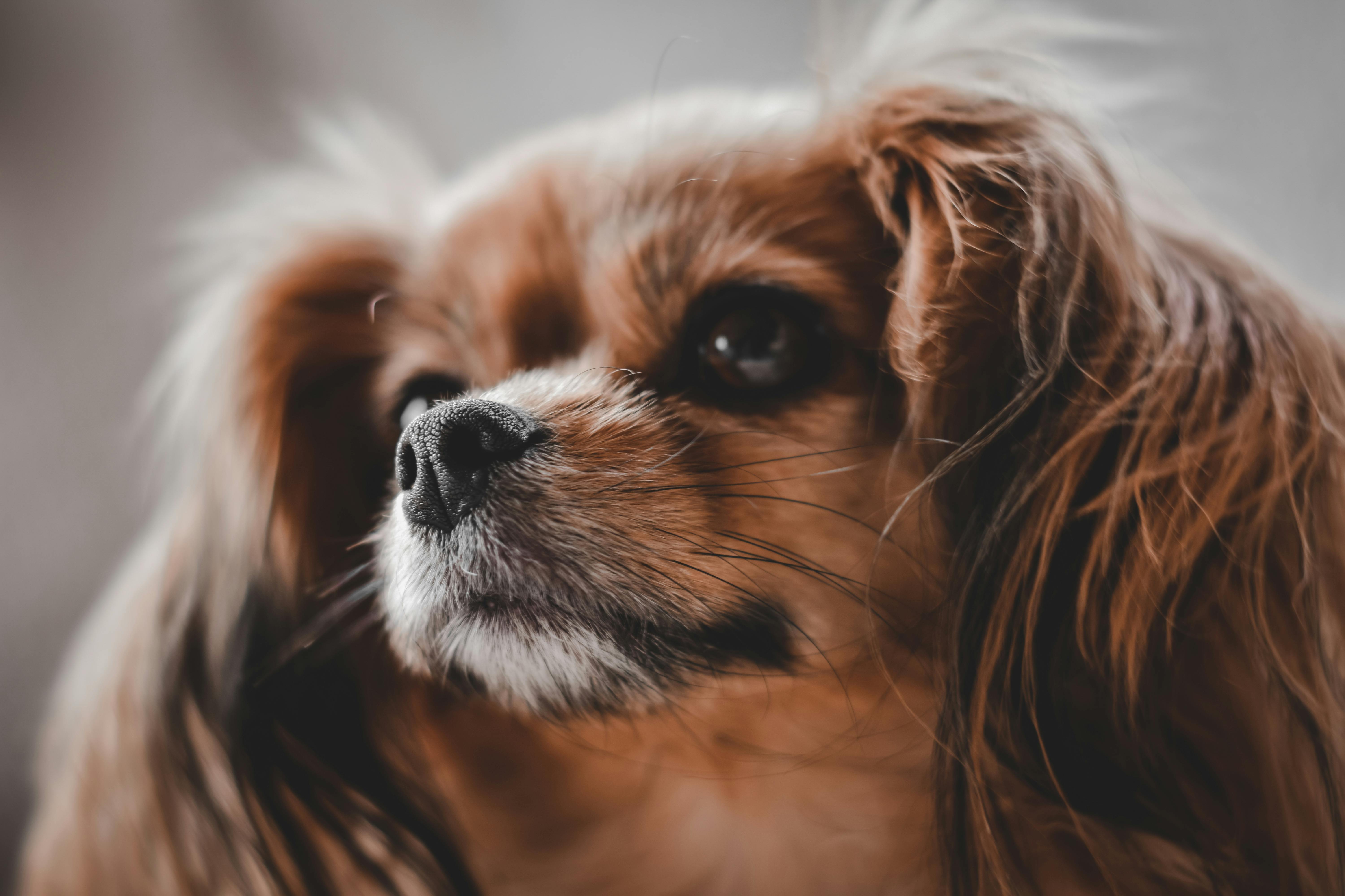 Dog Headshots Photos, Download The BEST Free Dog Headshots Stock Photos ...