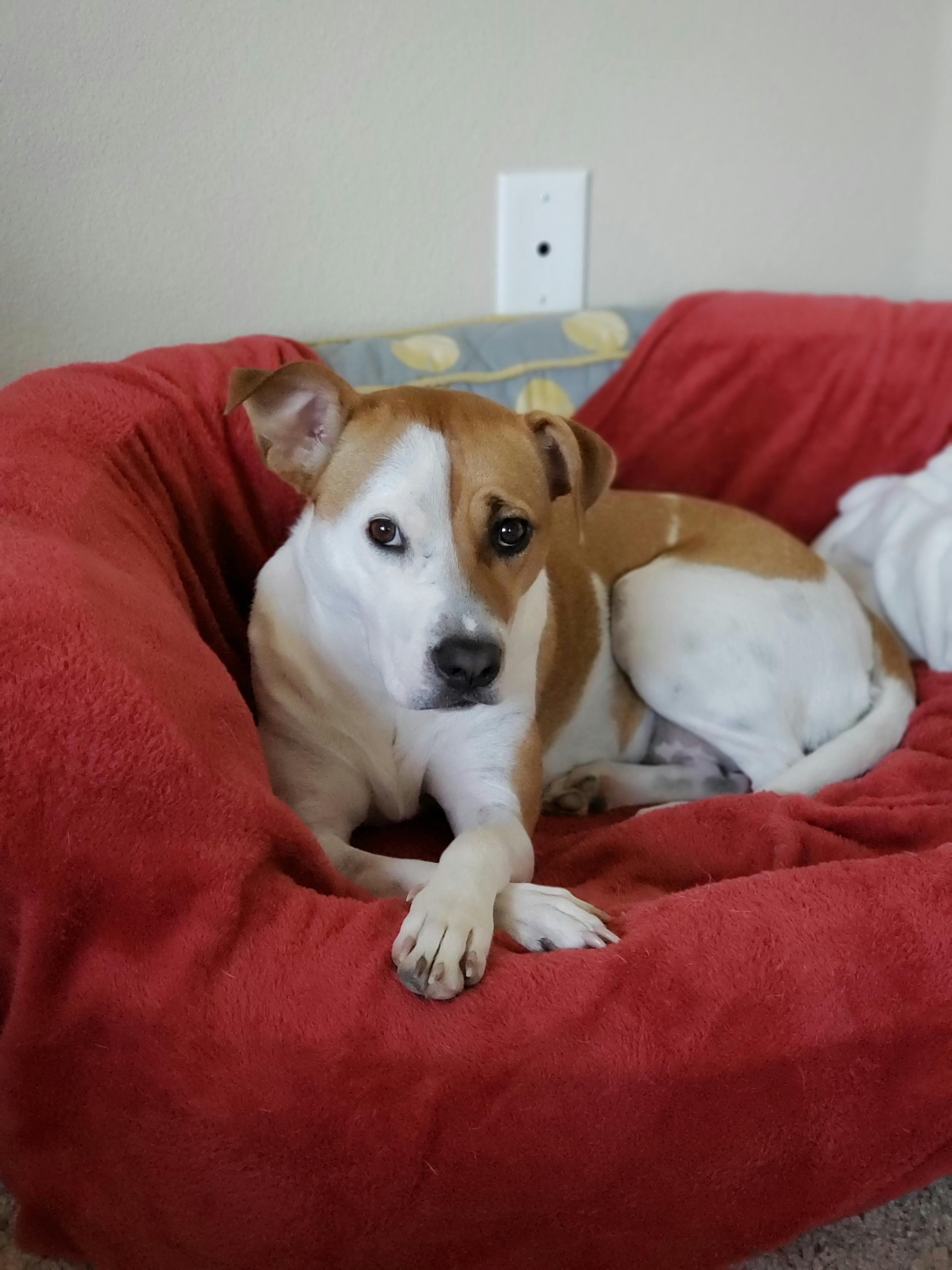 Free stock photo of animal, dog, dogs