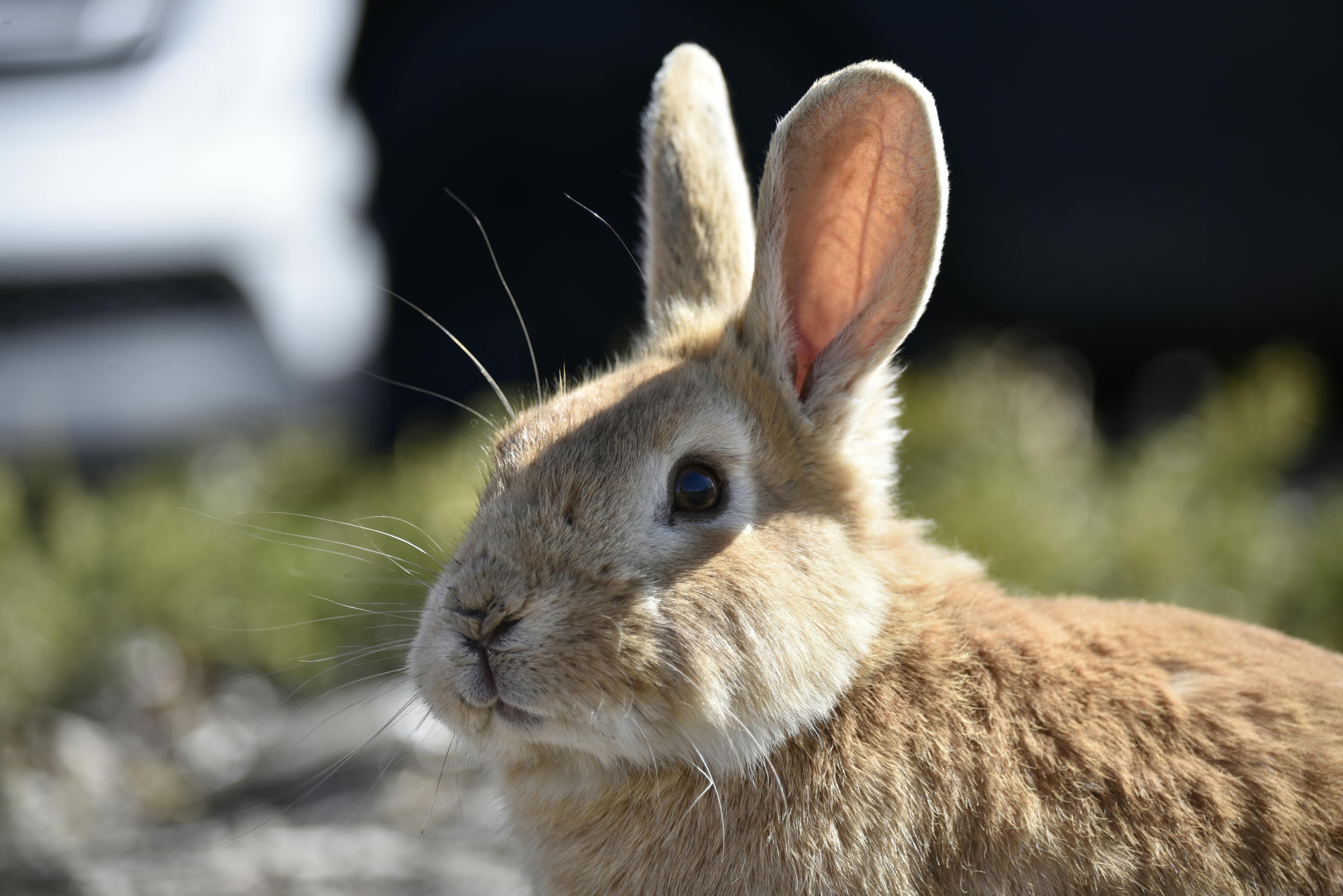 White Rabbits on a Mat · Free Stock Photo