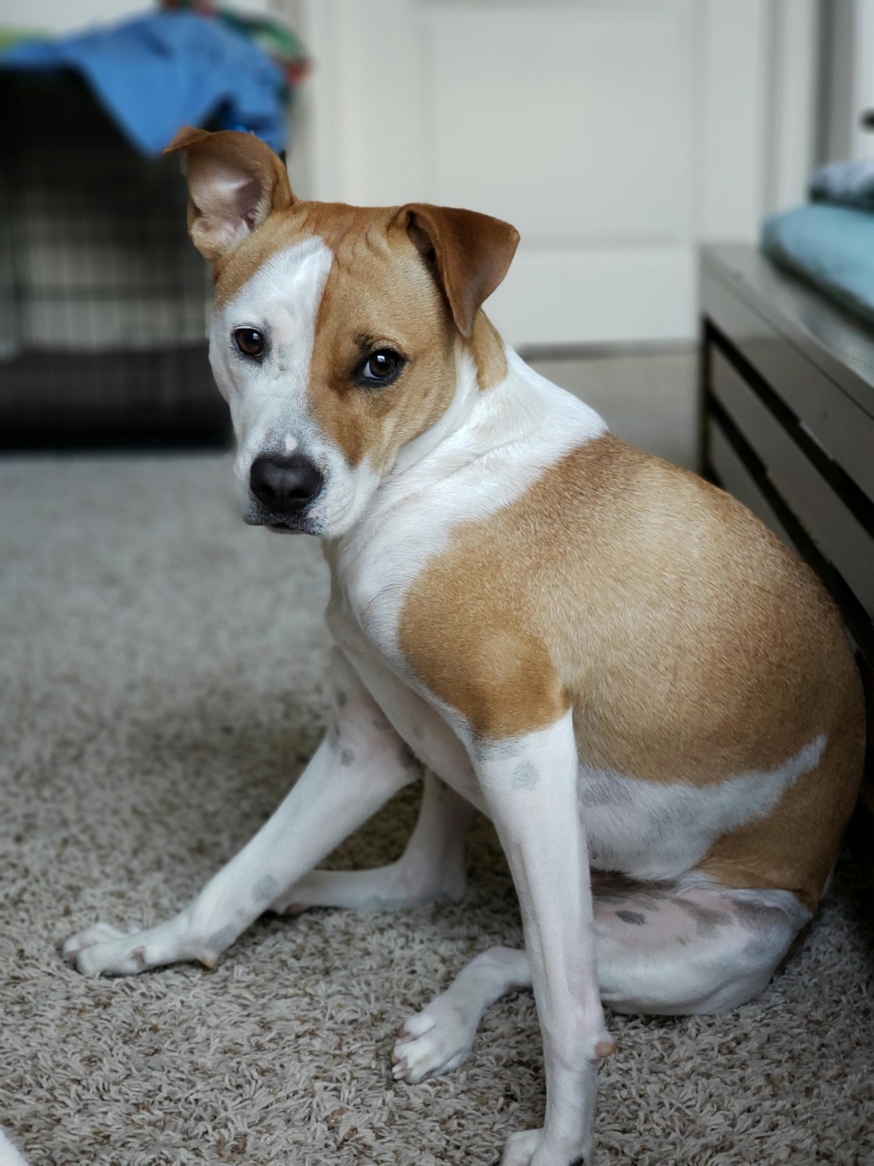 Close-Up Photography of a Sitting Dog · Free Stock Photo