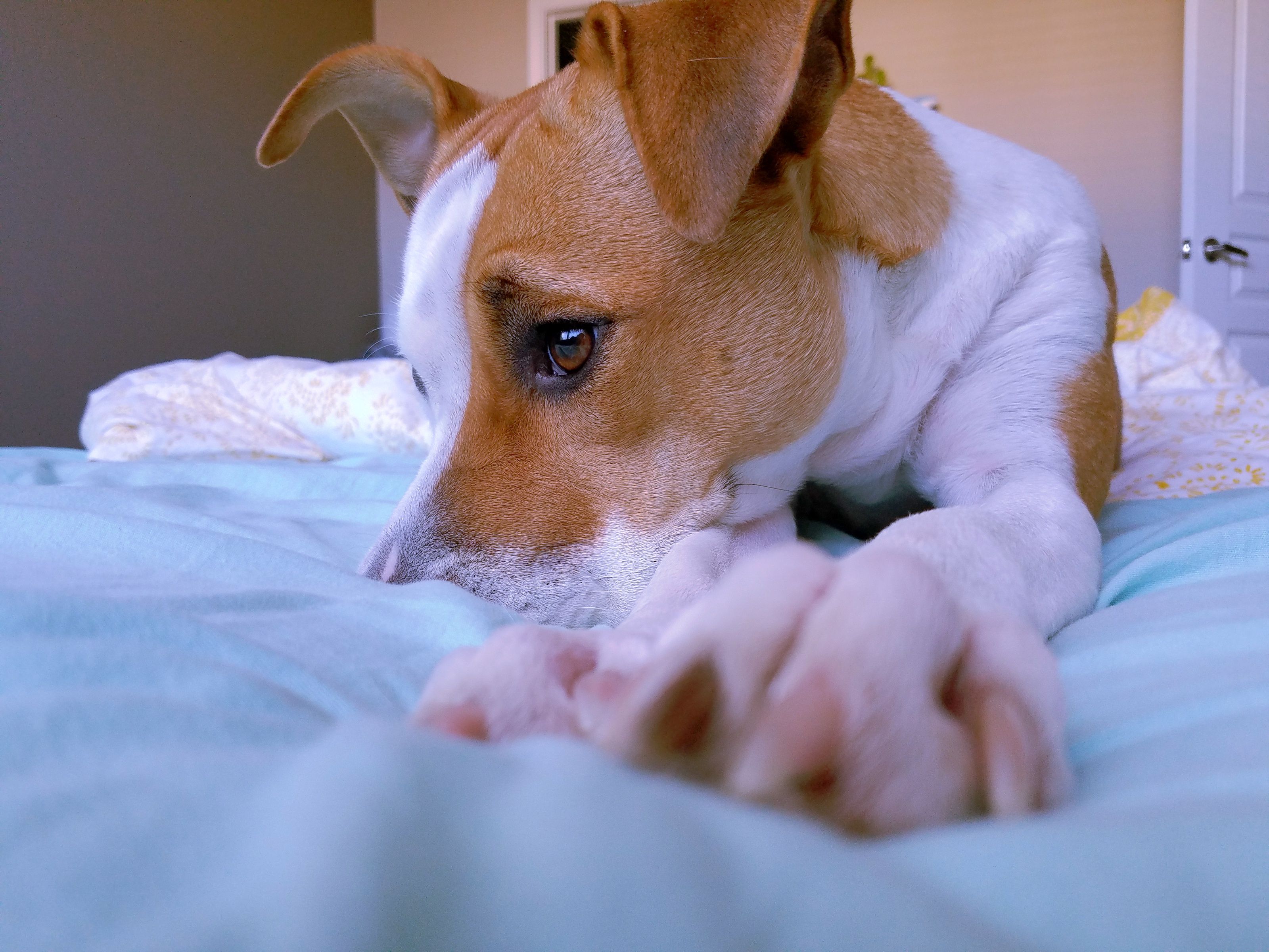 Free stock photo of animal, dog, doglegs