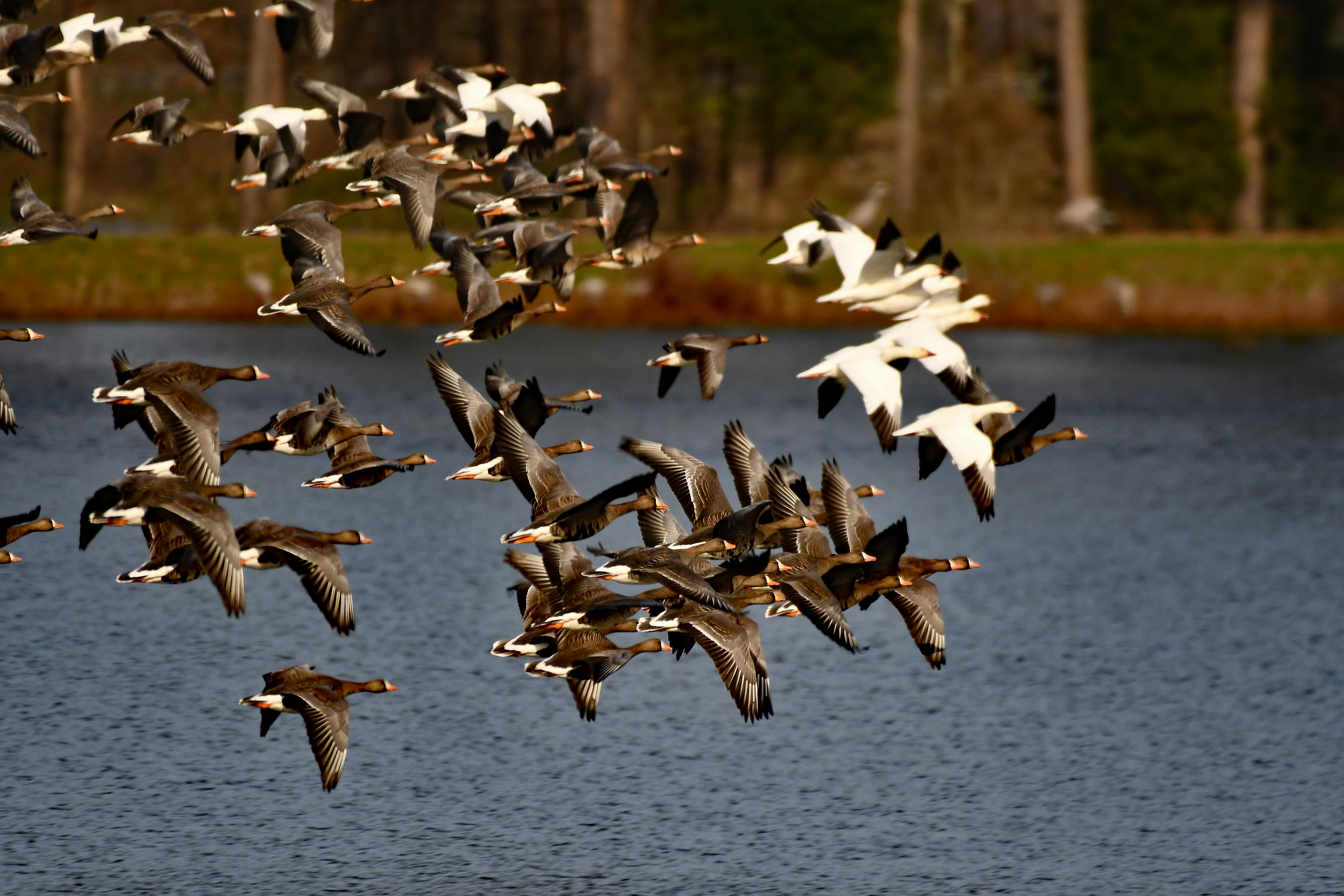 Flock of Birds Flying in the Air · Free Stock Photo