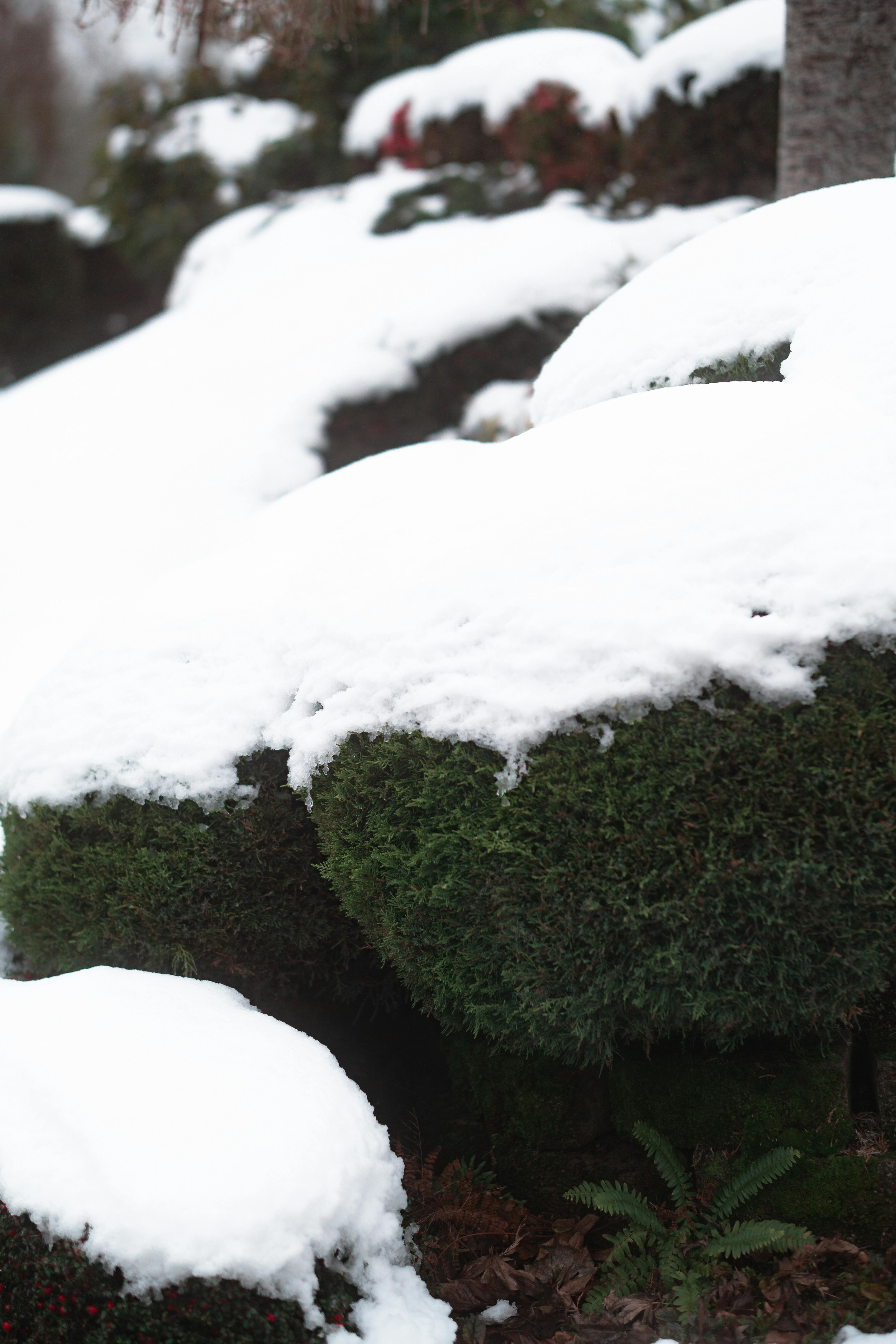 Snow on Shrubs · Free Stock Photo