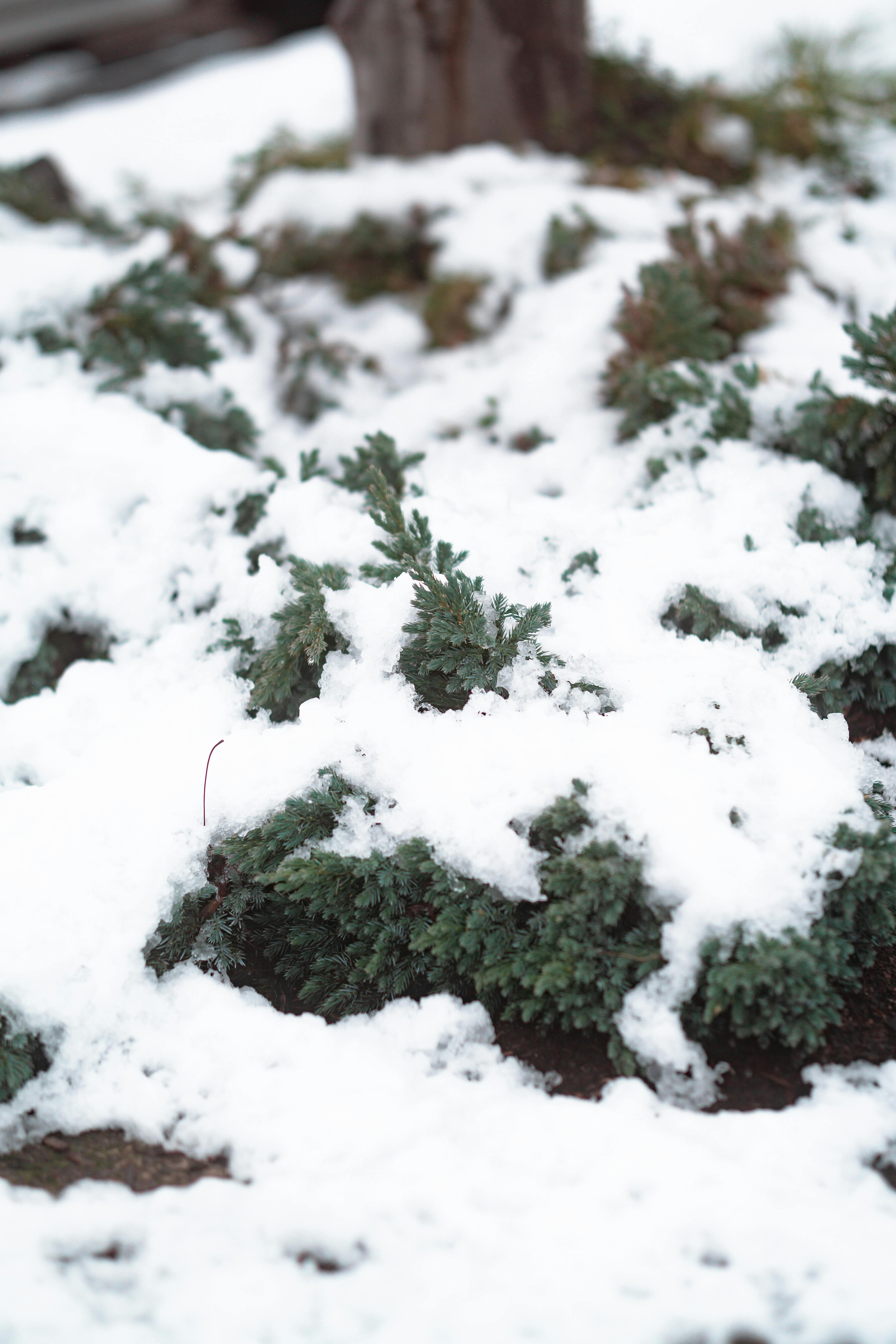 Snow Covered Plants on Snow Covered Ground · Free Stock Photo