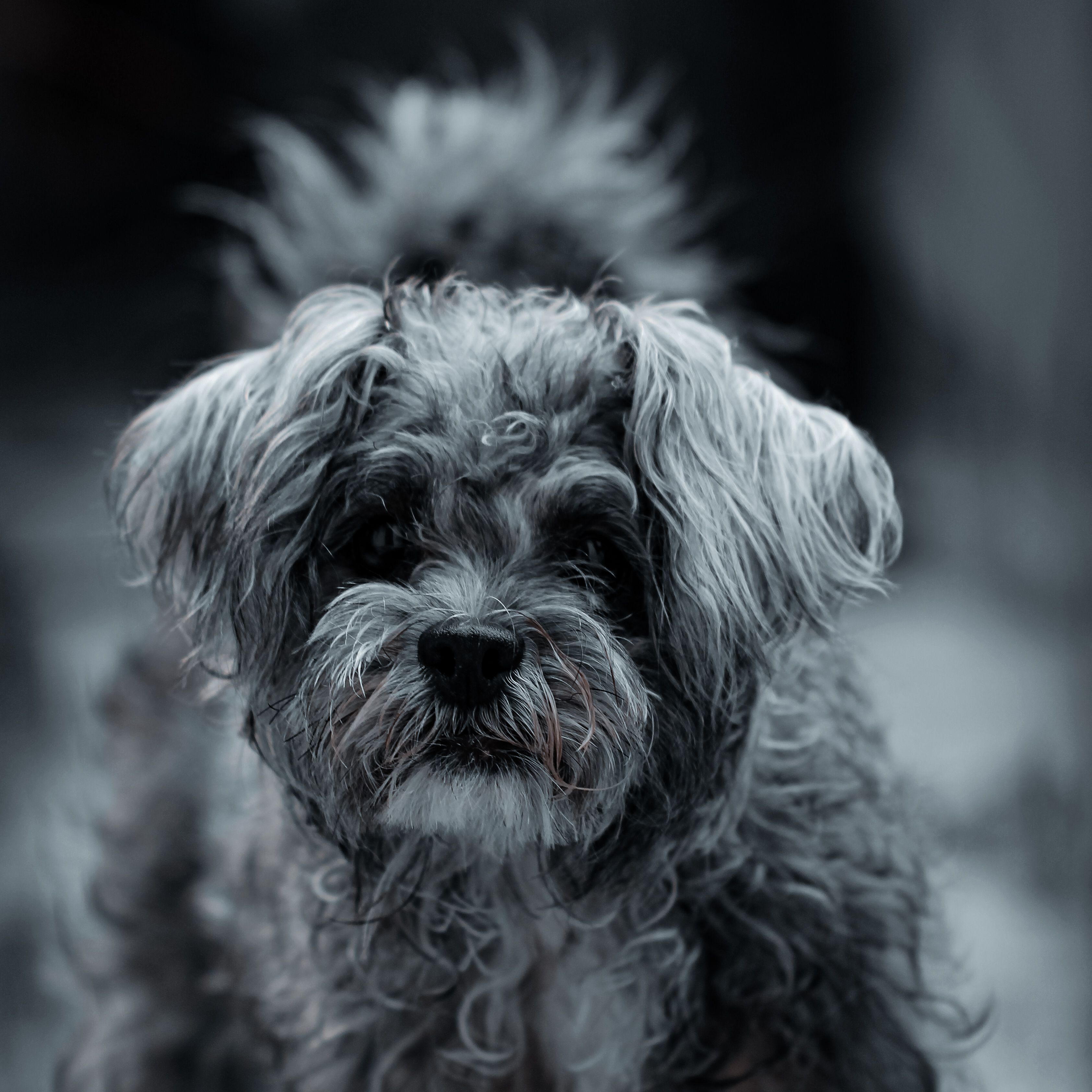 Jamaica Dog Photos, Download The BEST Free Jamaica Dog Stock Photos ...