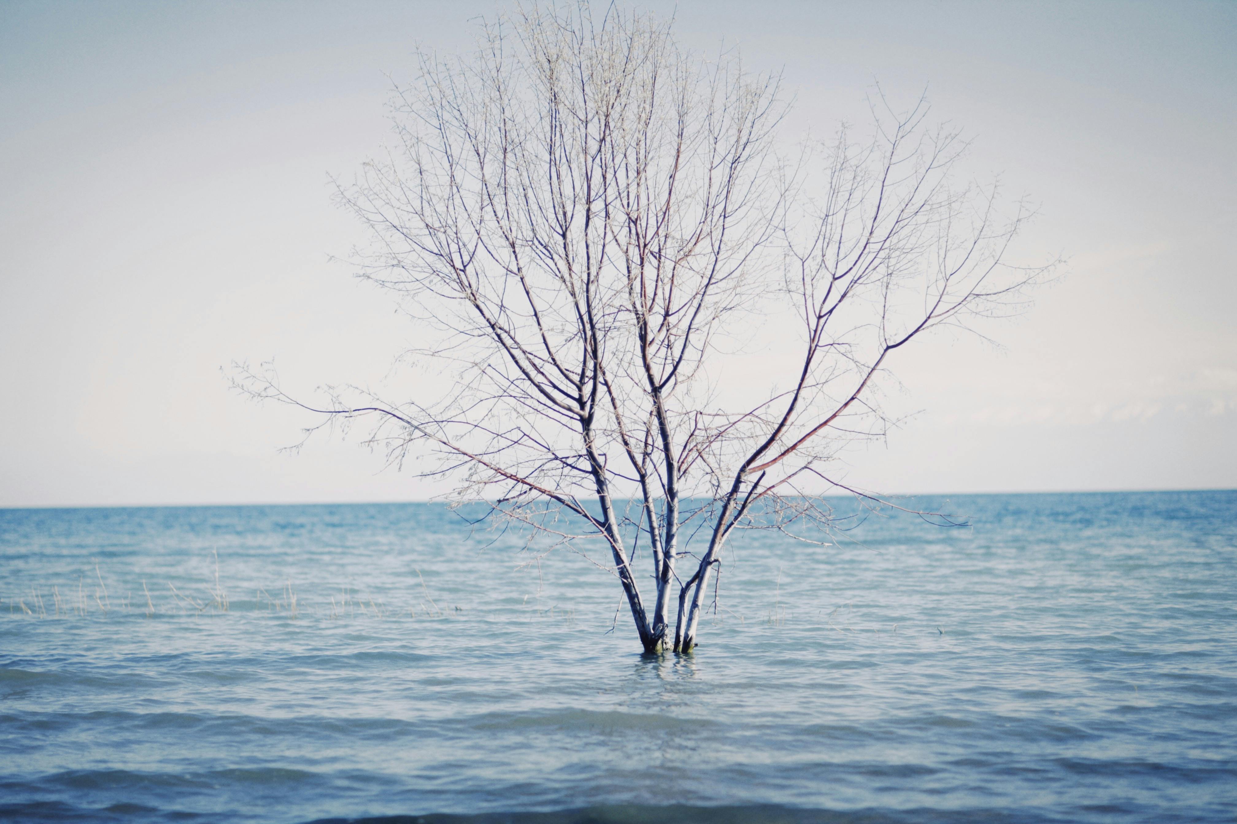 Lone Tree in Sea · Free Stock Photo