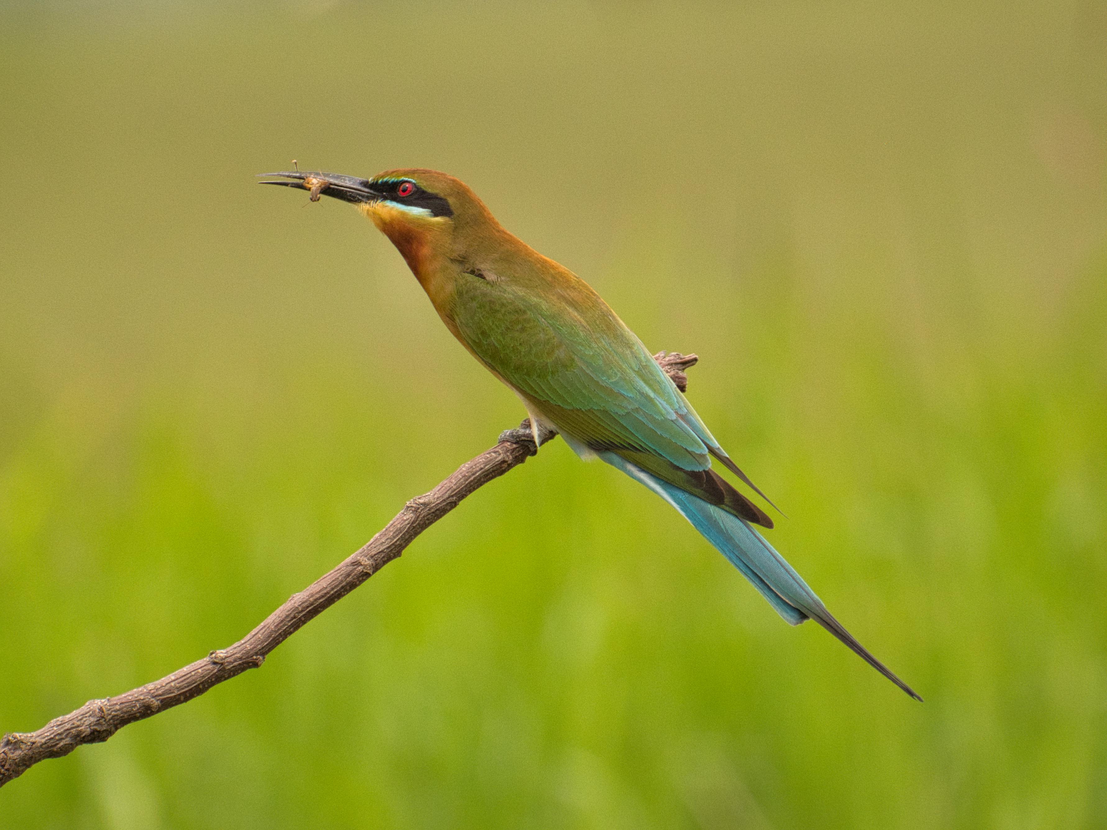 Blue-cheeked bee-eater Bird · Free Stock Photo