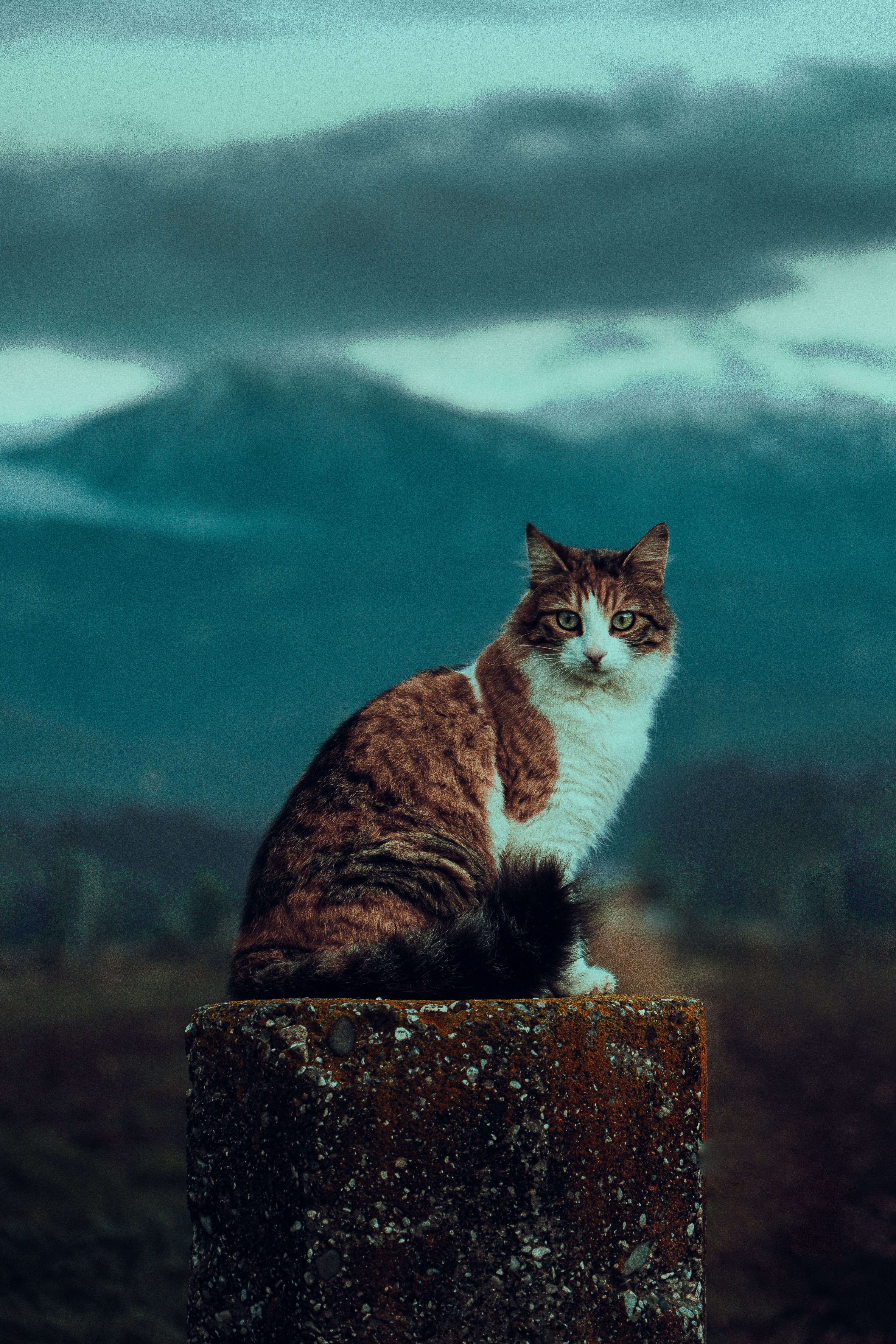 Portrait of Sitting Cat · Free Stock Photo