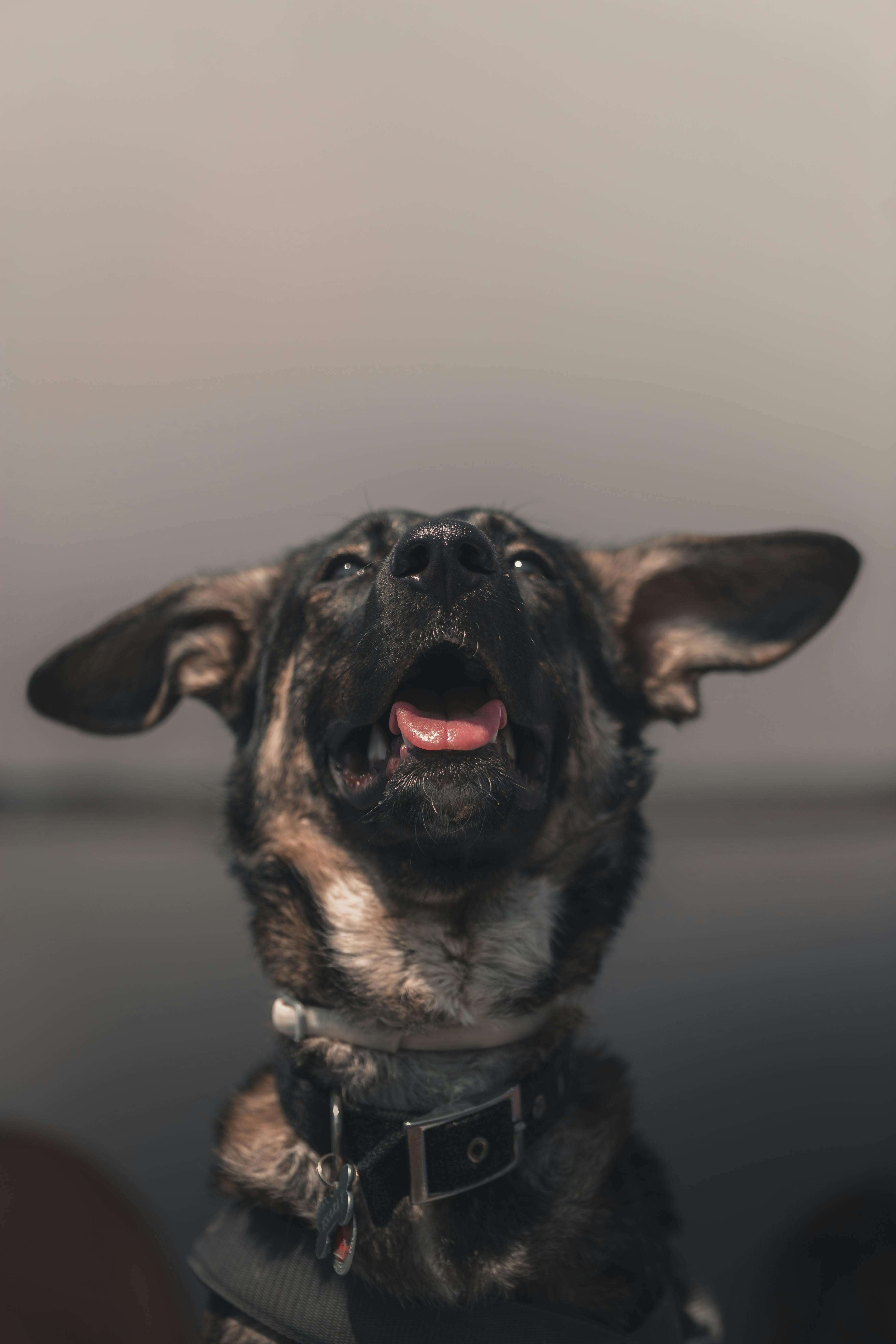 Photo of a Dog Resting · Free Stock Photo