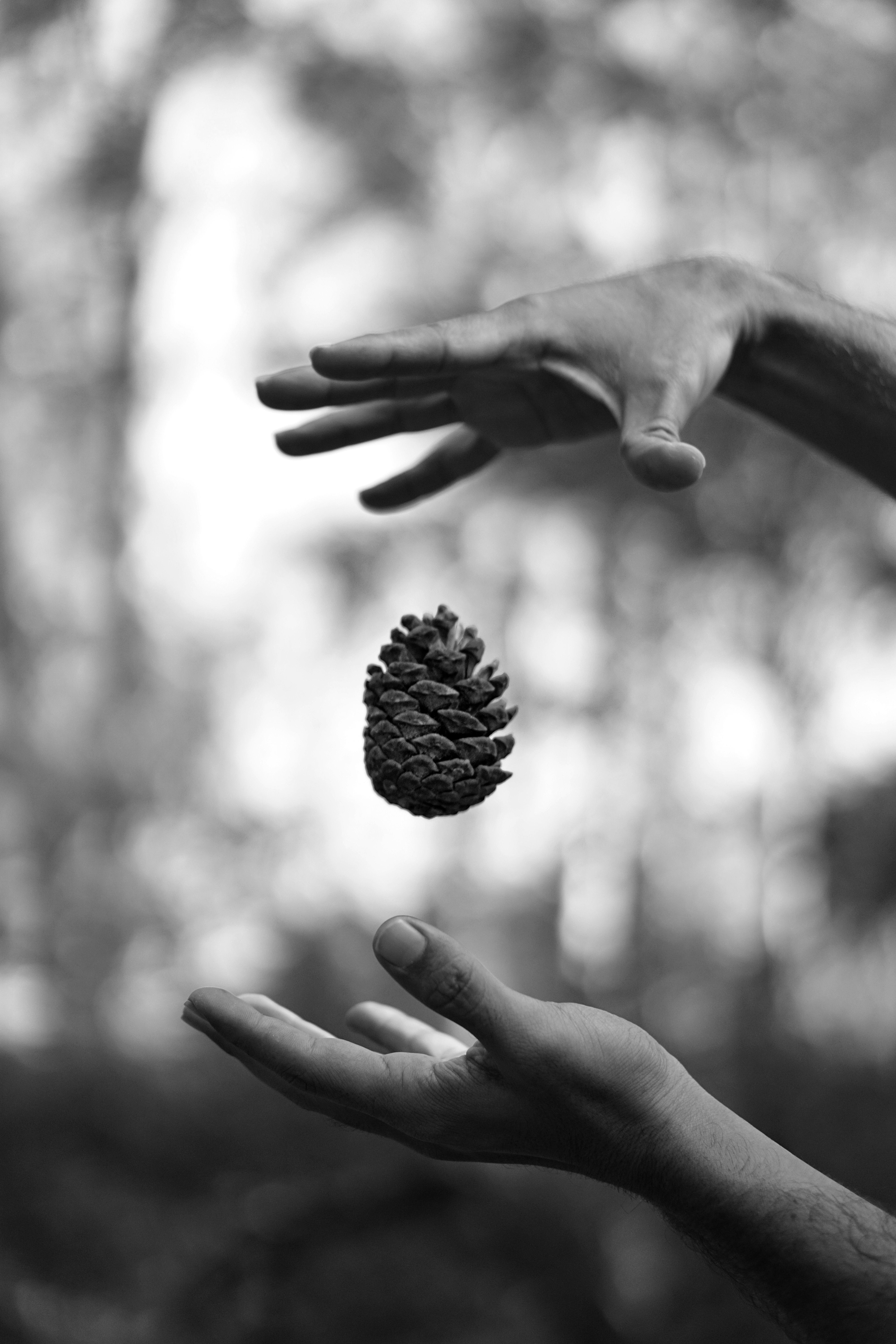 Monochrome Photo of a Person's Hand Reaching · Free Stock Photo