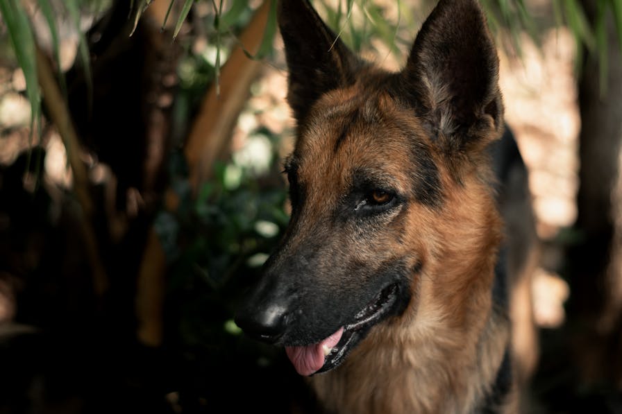Trained German Shepherd Protection Dogs for Home Security