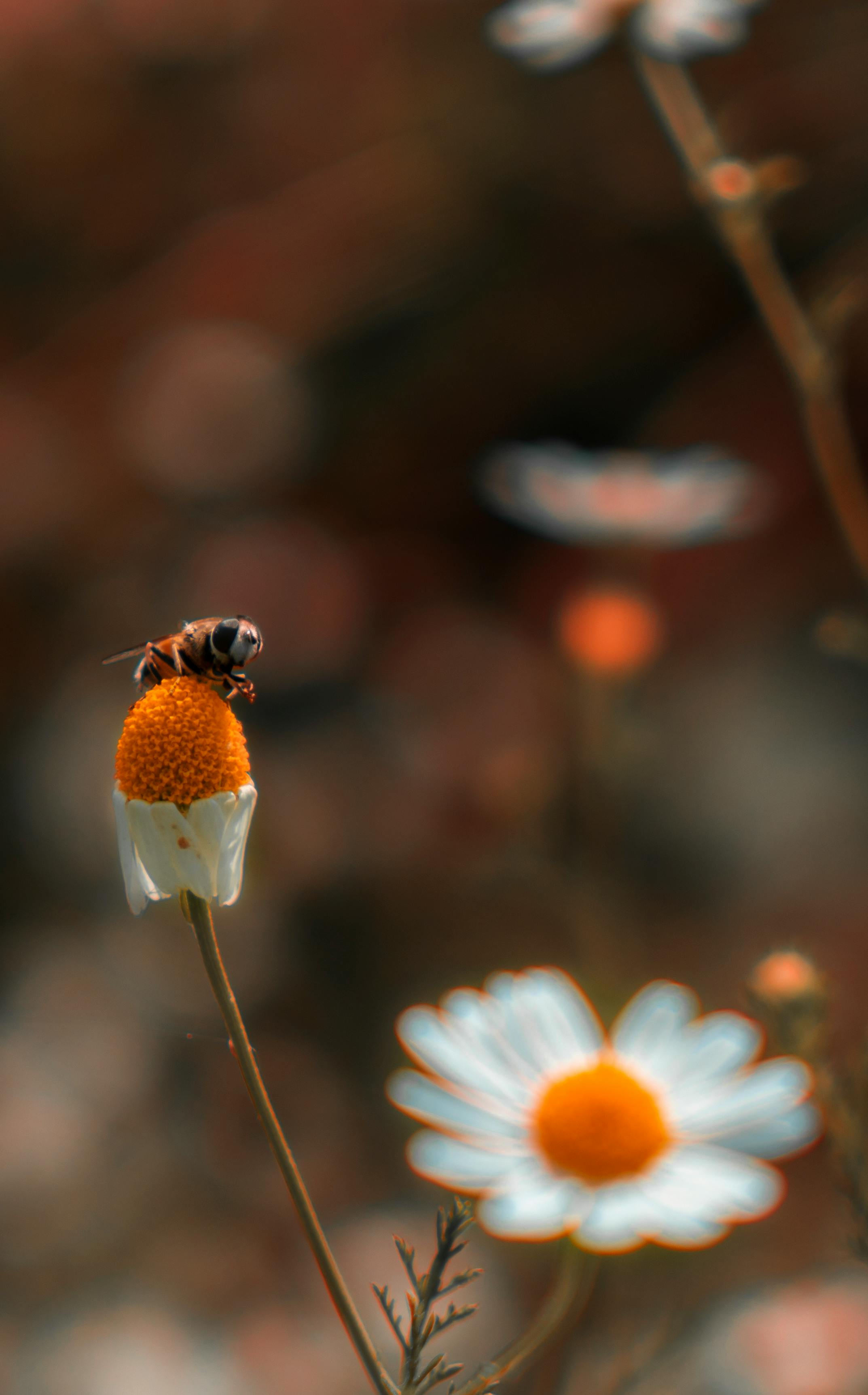 1,452+ Best Free Pollinator Stock Photos & Images · 100% Royalty-Free ...
