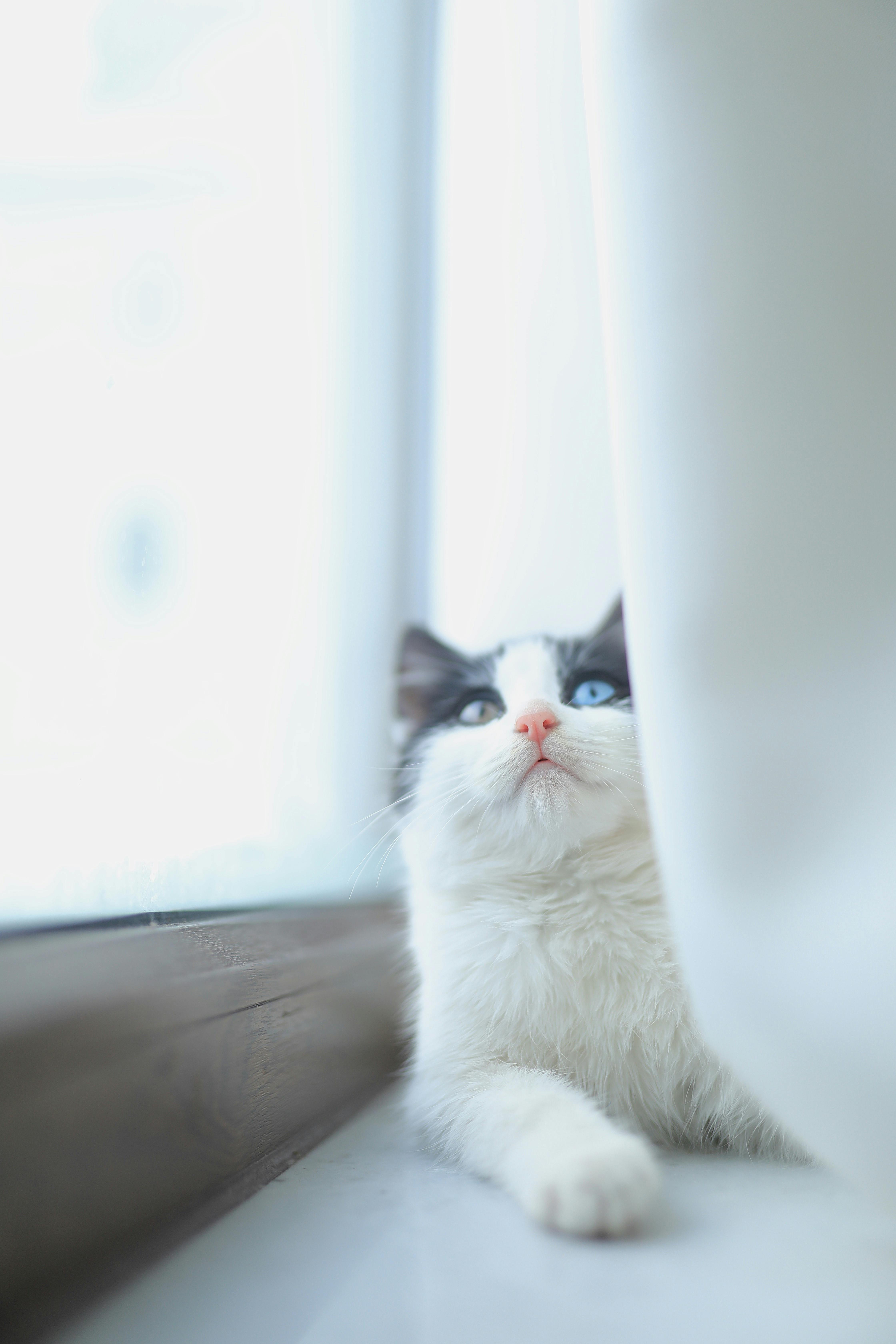 Silhouette of Cat on Window Screen · Free Stock Photo