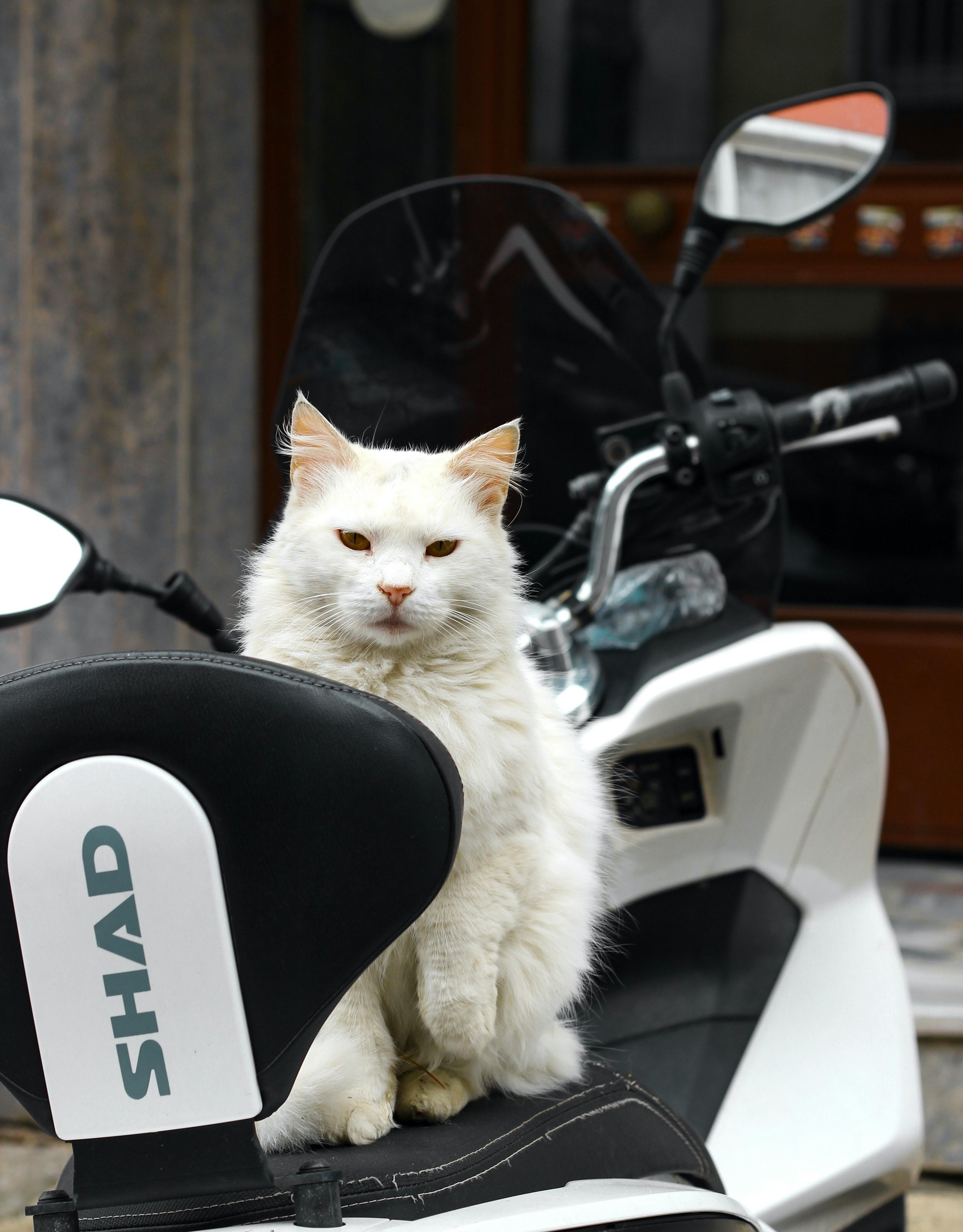 Turkish Angora Photos, Download The BEST Free Turkish Angora Stock ...