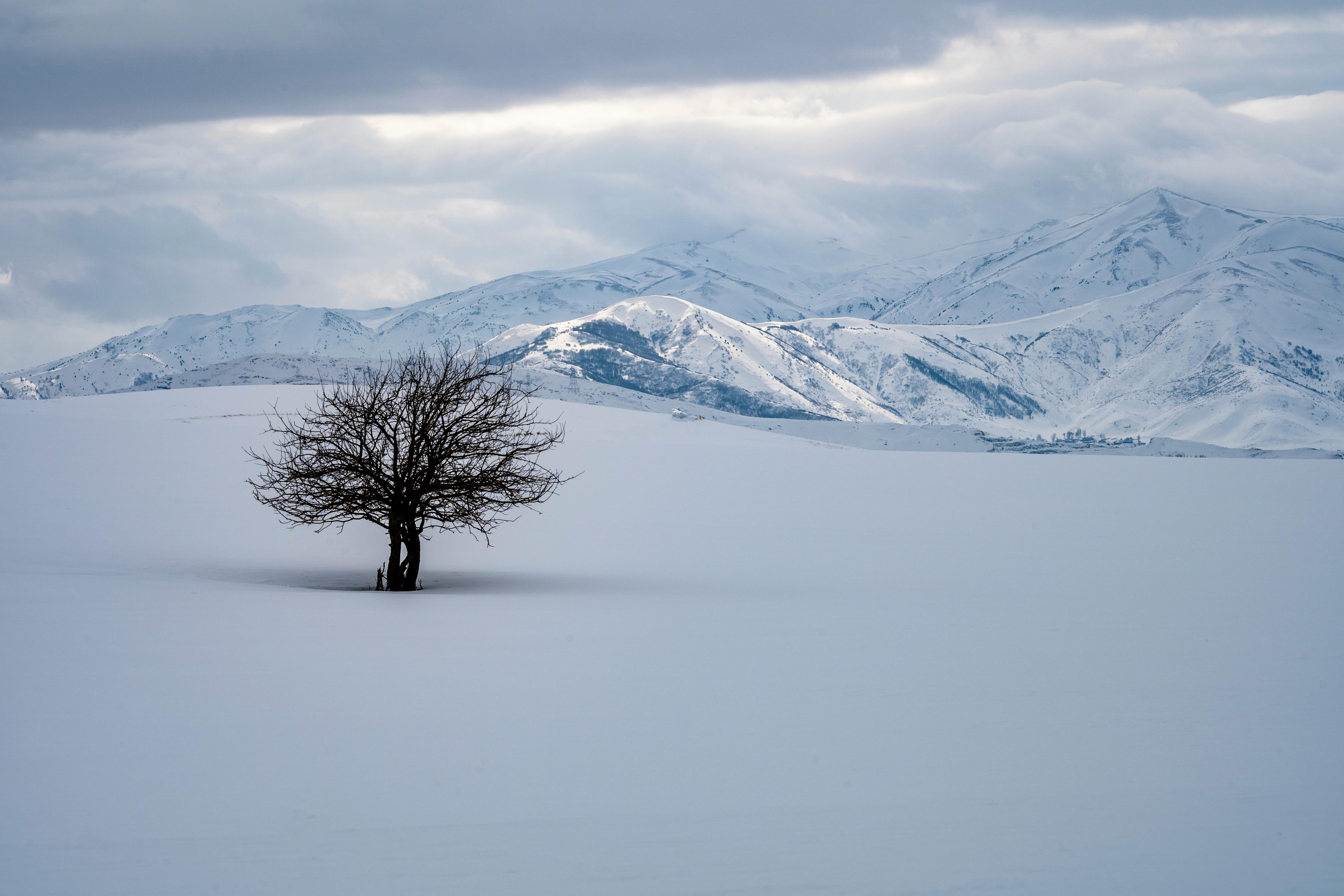 Lone Tree Surrounded by Snowcap Mountain Under Blue Sky · Free Stock Photo