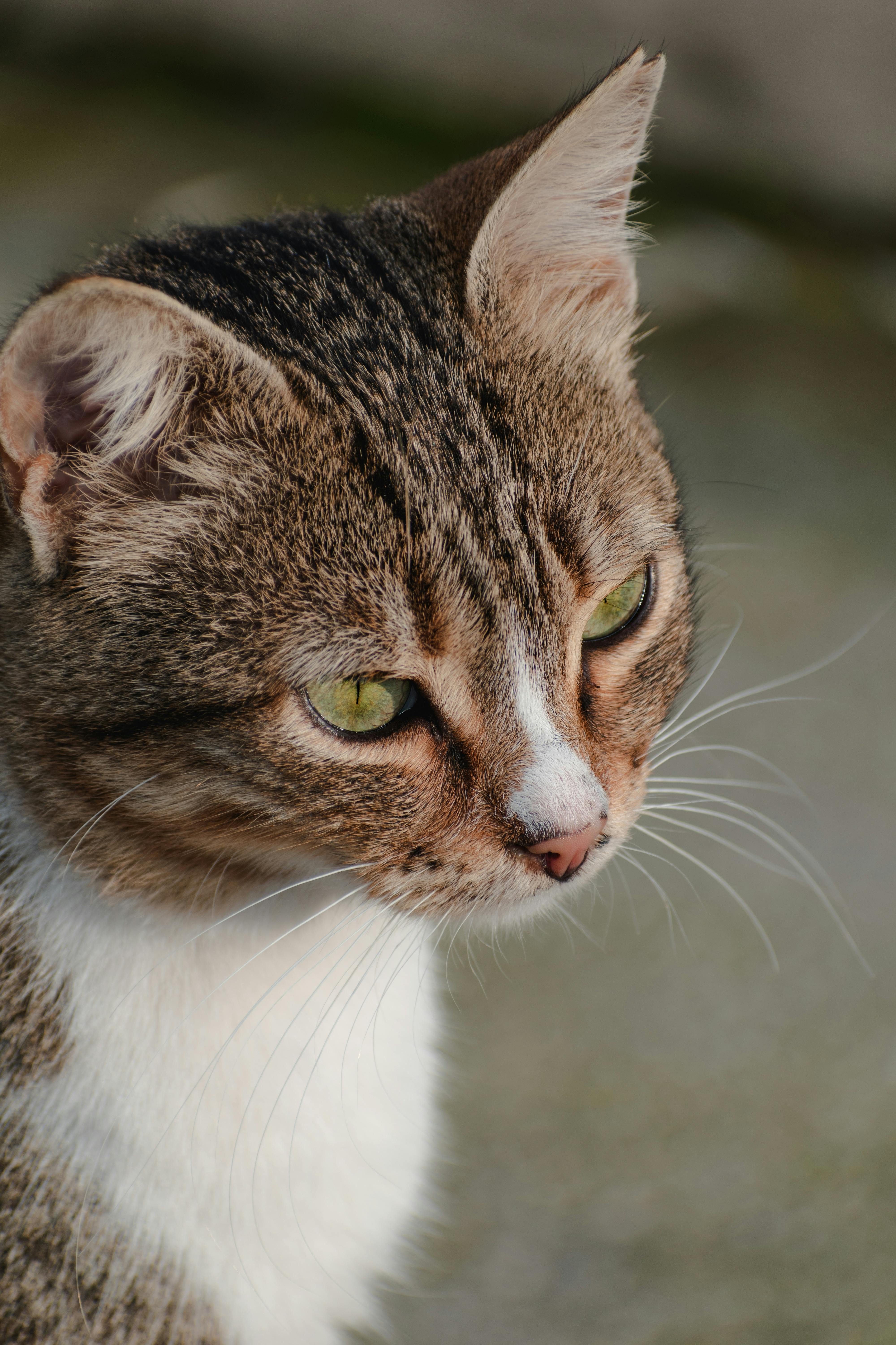 Cat Ears Photos, Download Free Cat Ears Stock Photos & HD Images