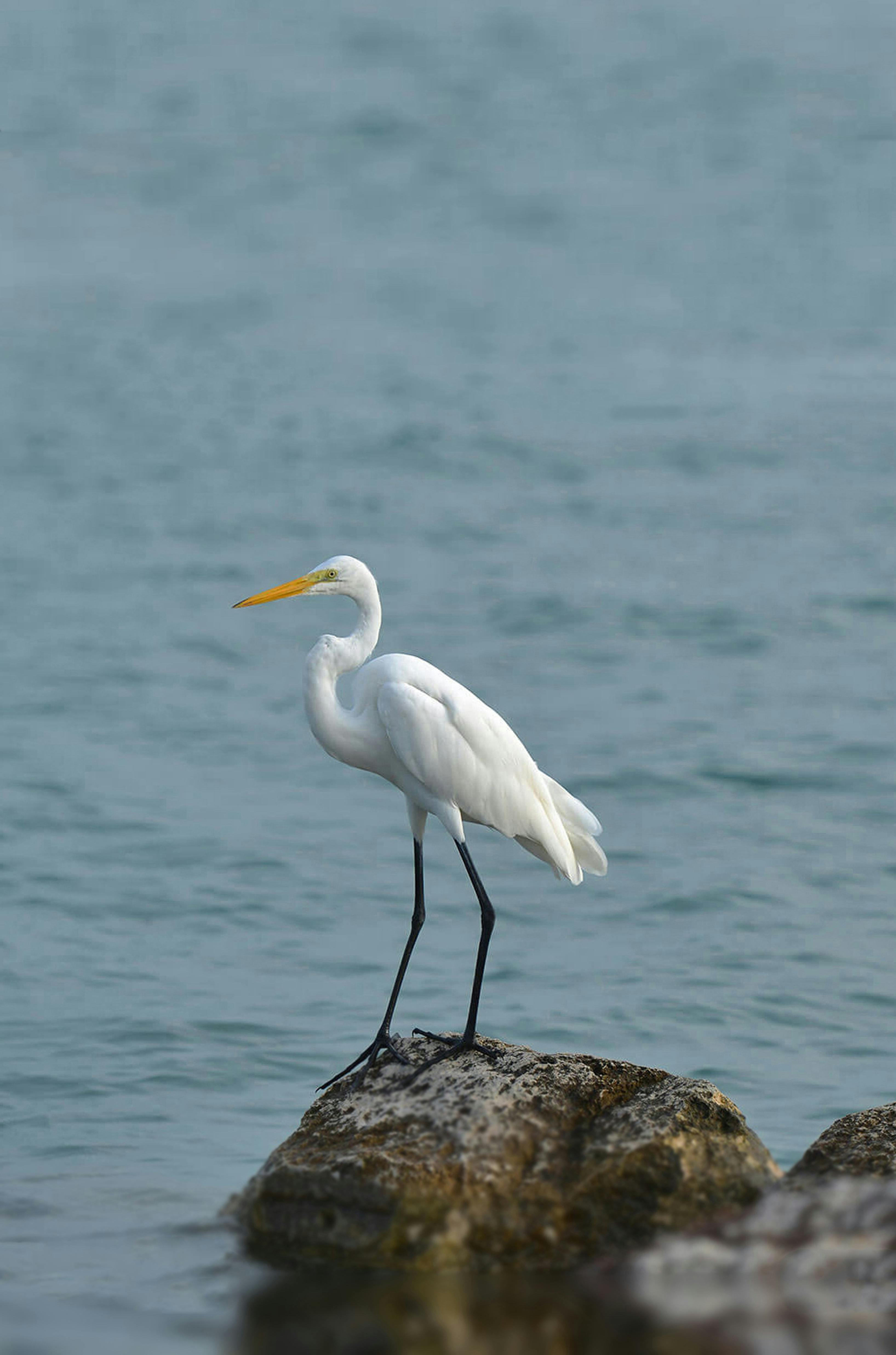 Bird on a Rock · Free Stock Photo