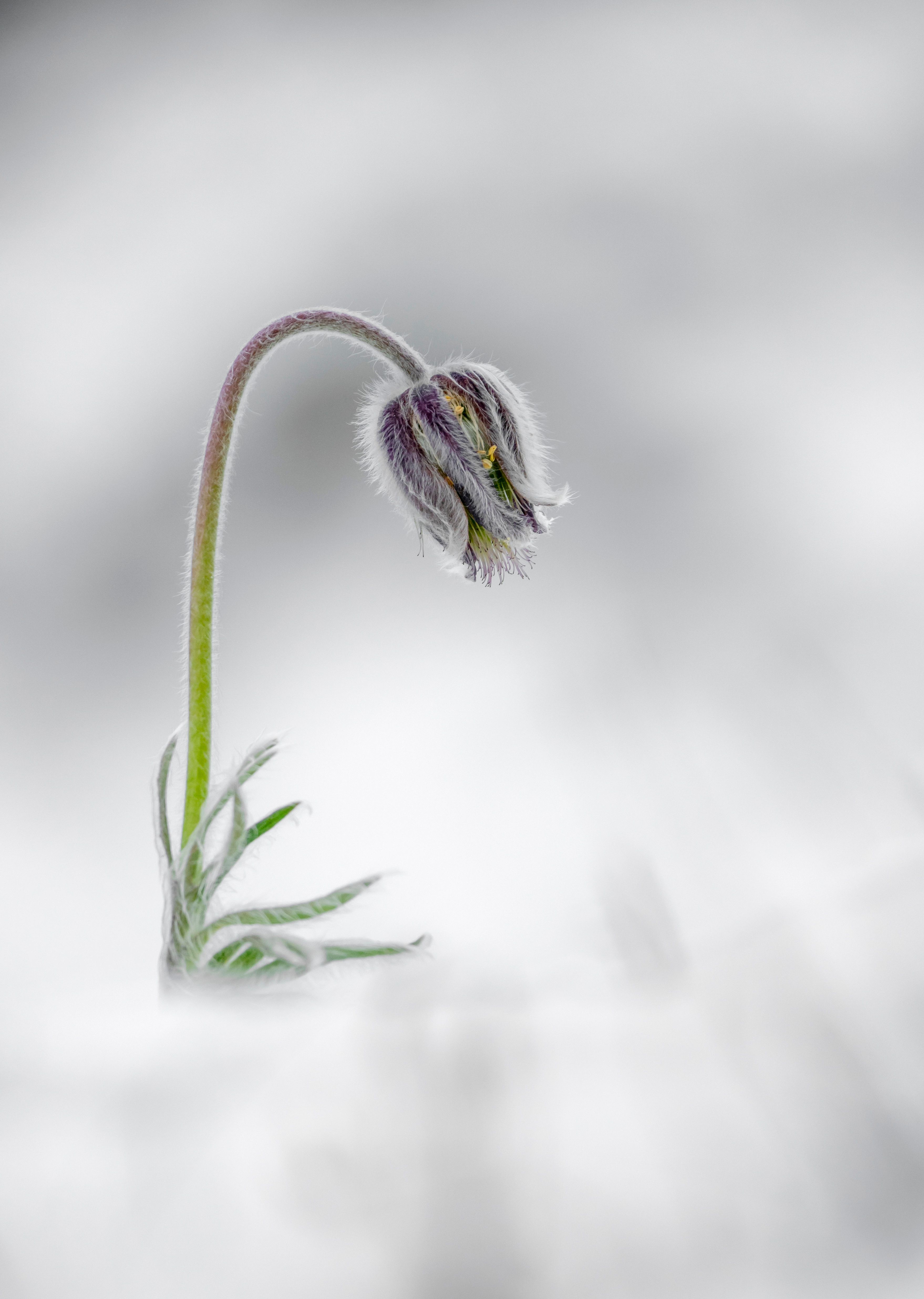 Pulsatilla Pratensis in Close-up Shot · Free Stock Photo