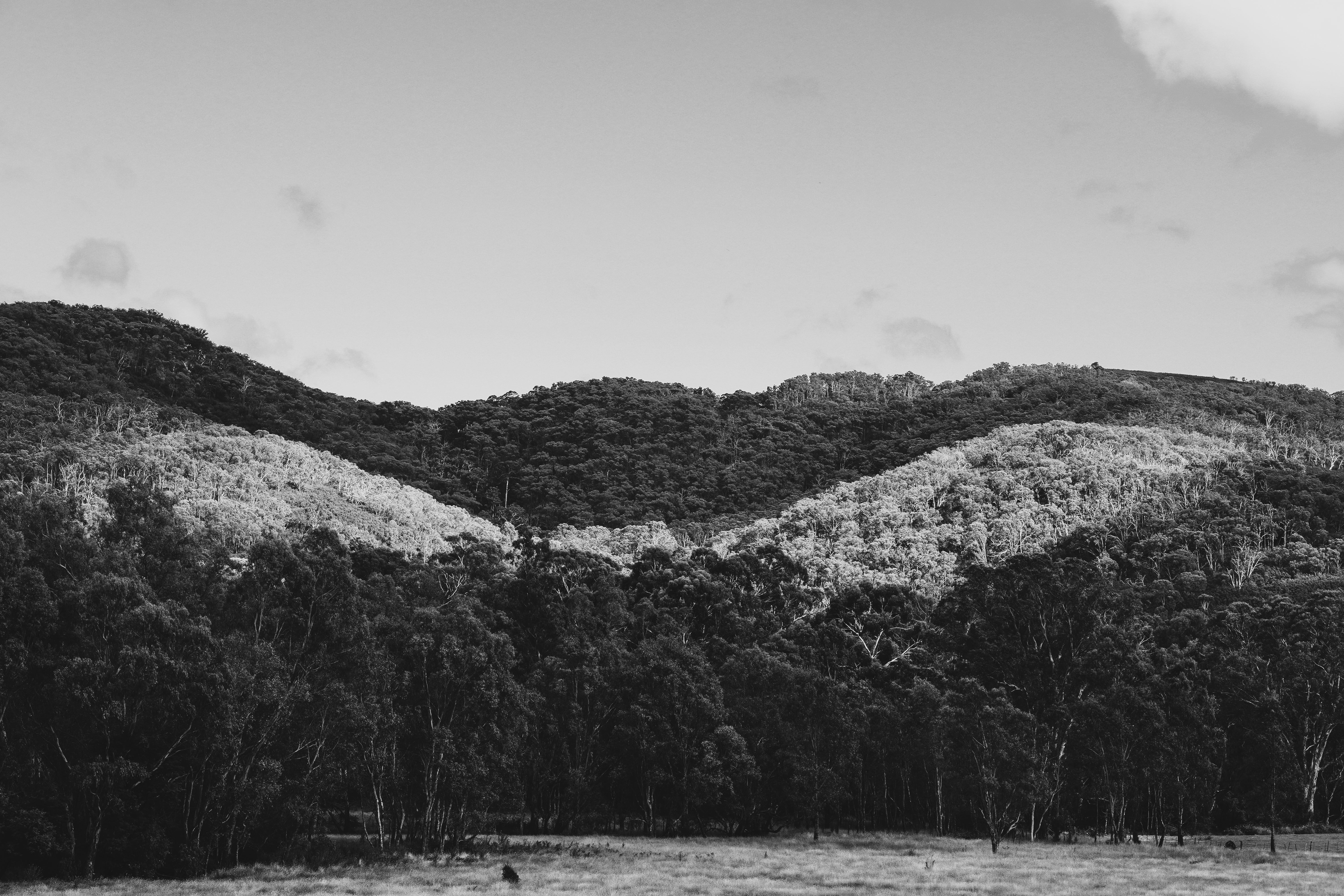 Grayscale Photo of Trees and Mountain · Free Stock Photo
