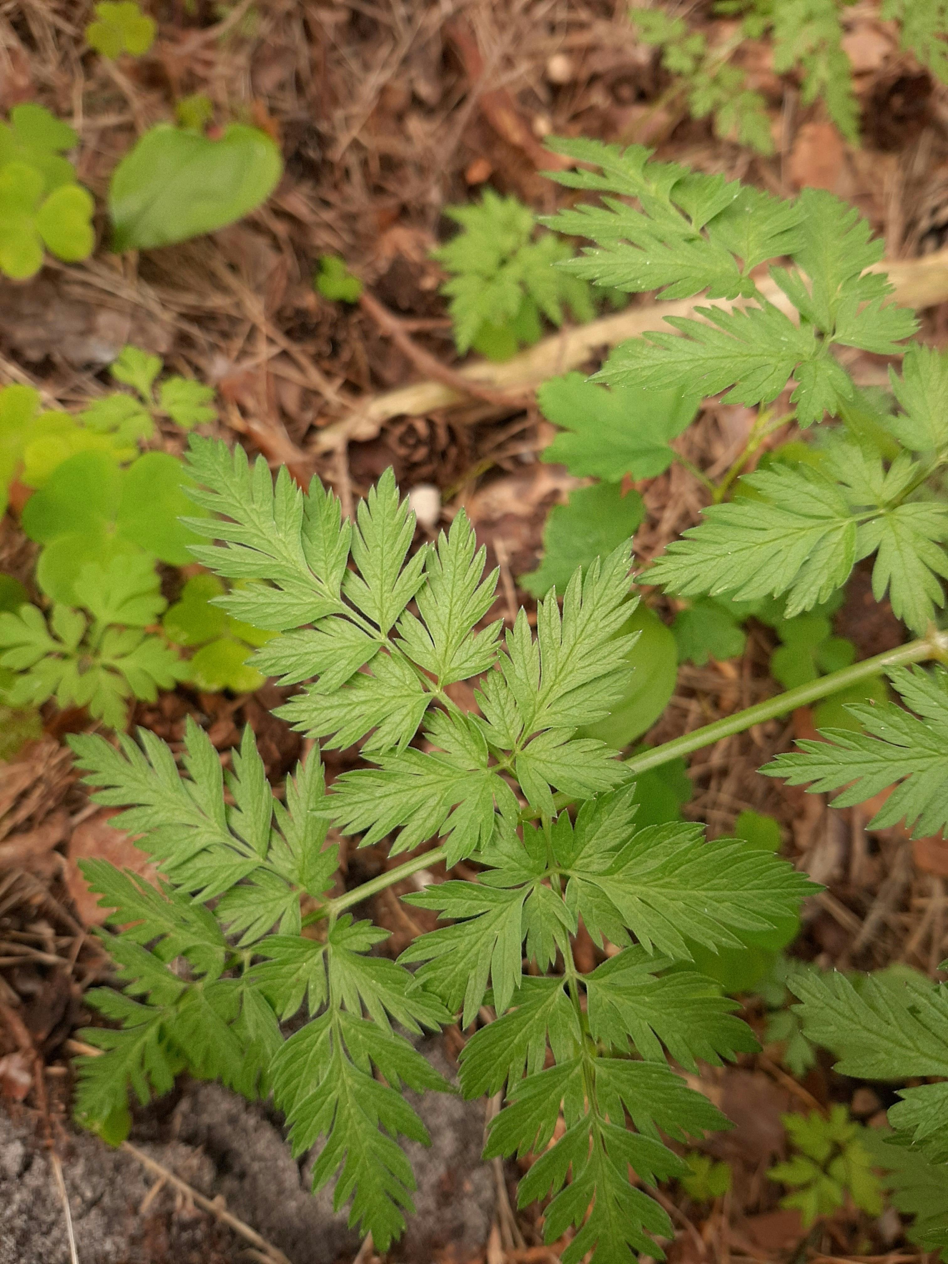 Pictures 47 Photos & Videos Collected by Kasparas Busma