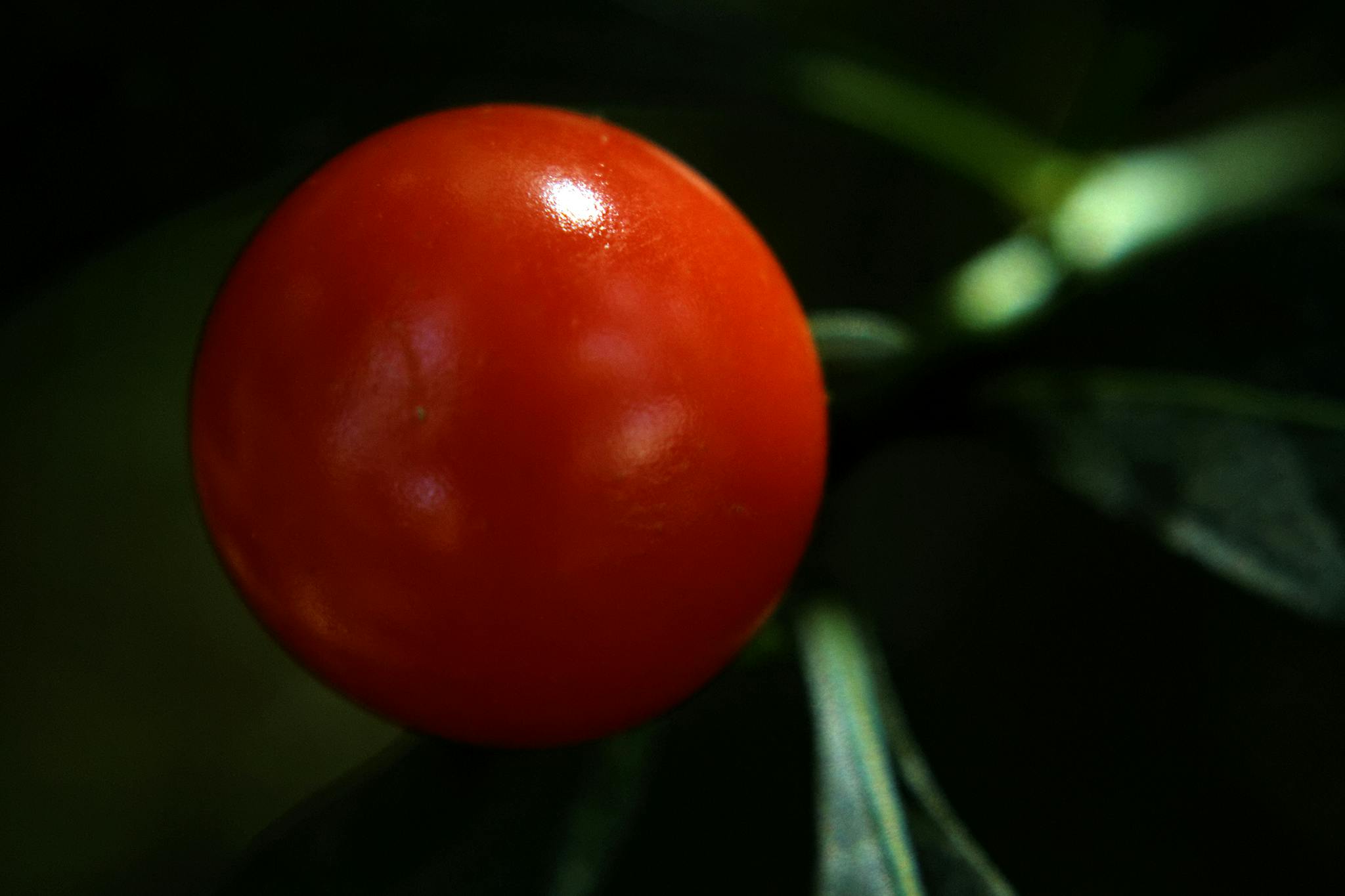 Plants 302 Photos & Videos Collected by Annari du Plessis