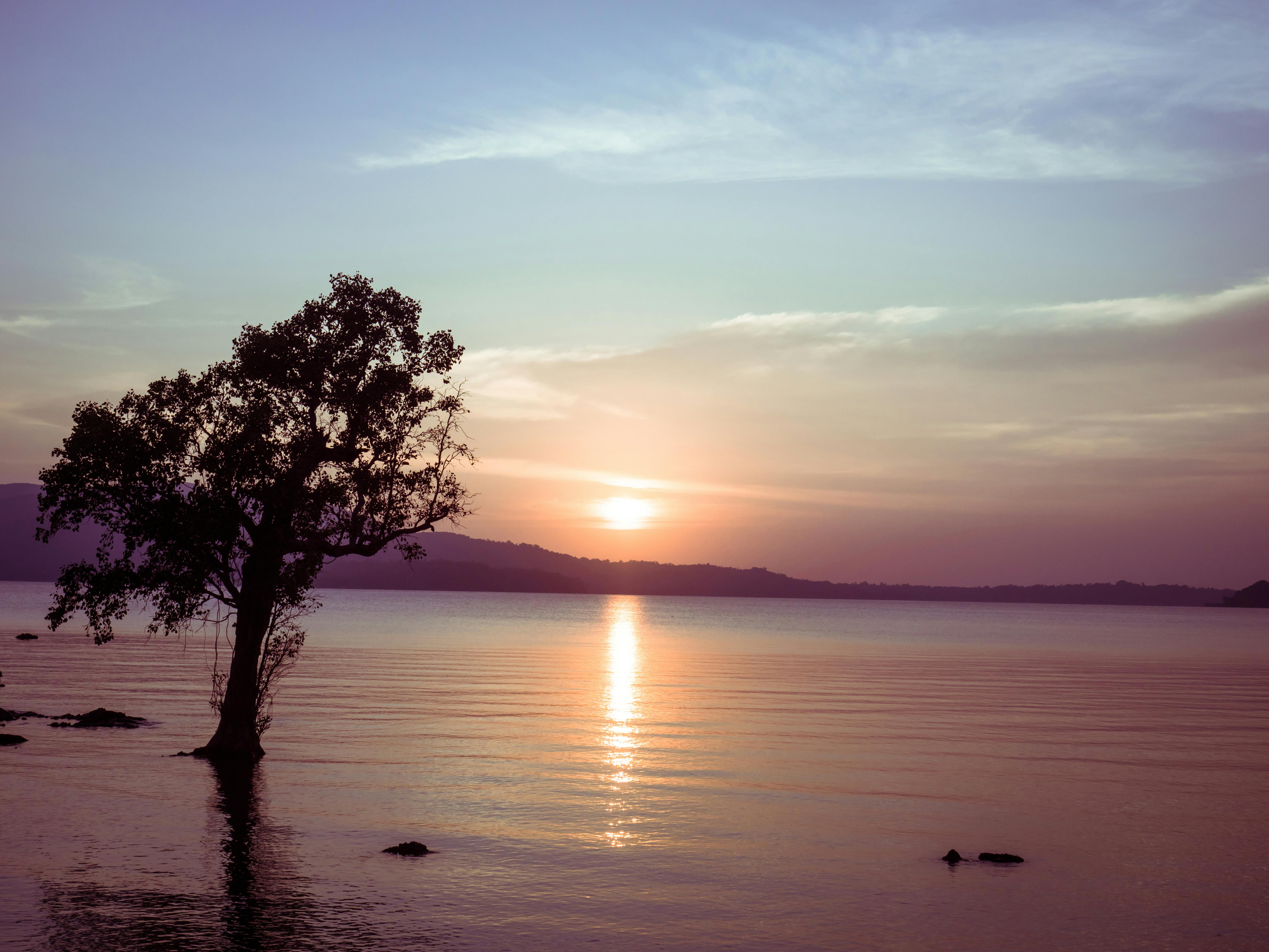 A View of a Tree on the Lake During Sunset · Free Stock Photo