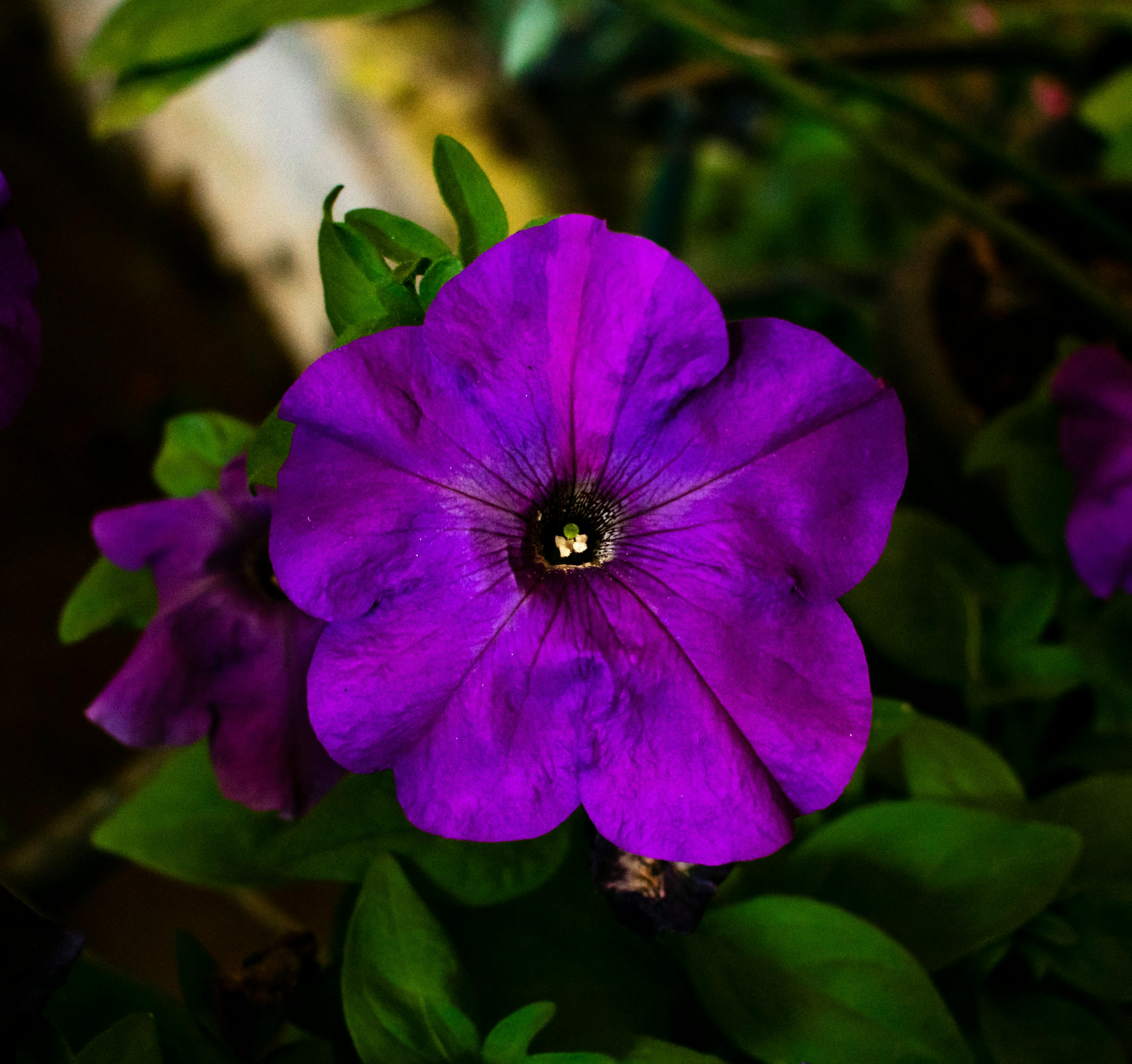 Kedar Deshpande - 사진