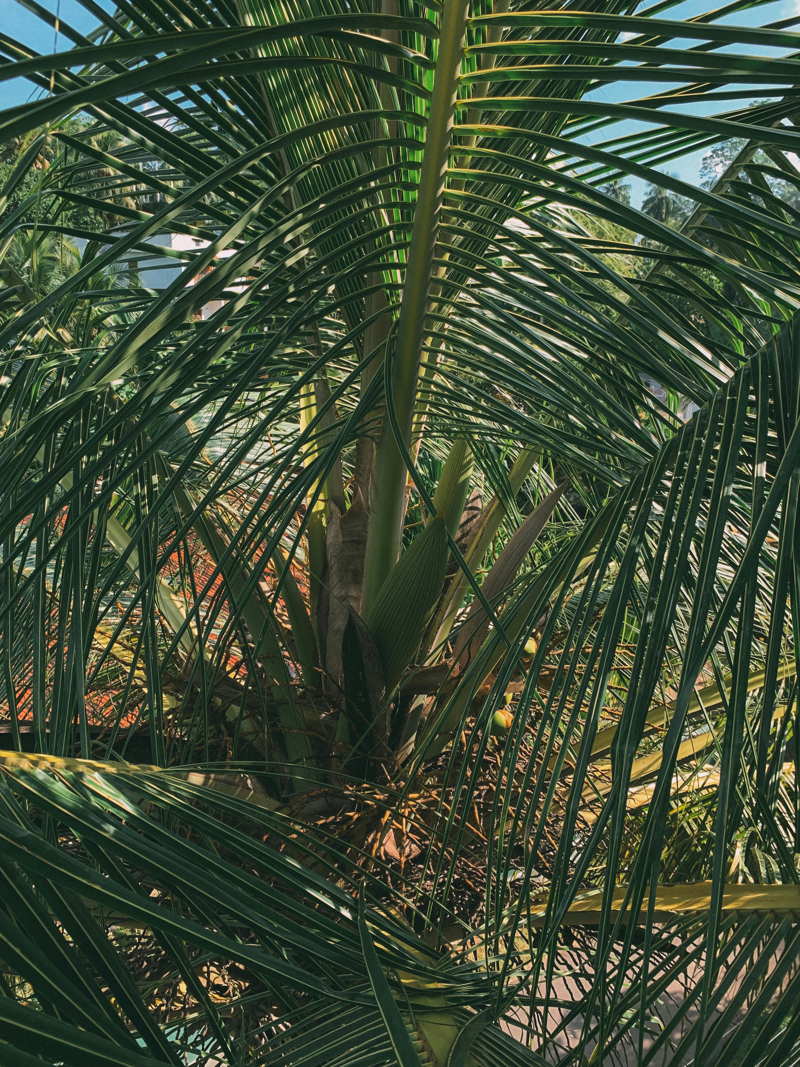 Close Up Photo of a Palm Tree · Free Stock Photo