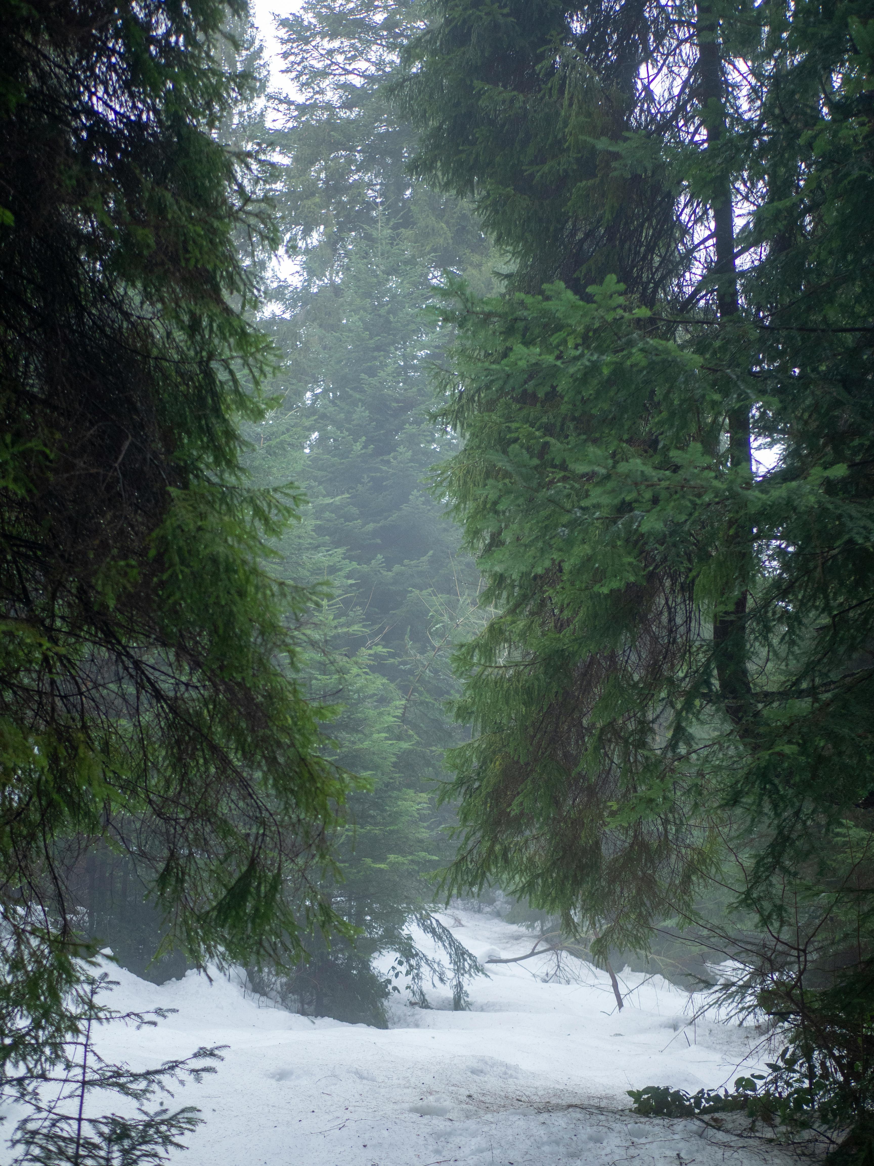 Green Trees on Snow Covered Ground · Free Stock Photo