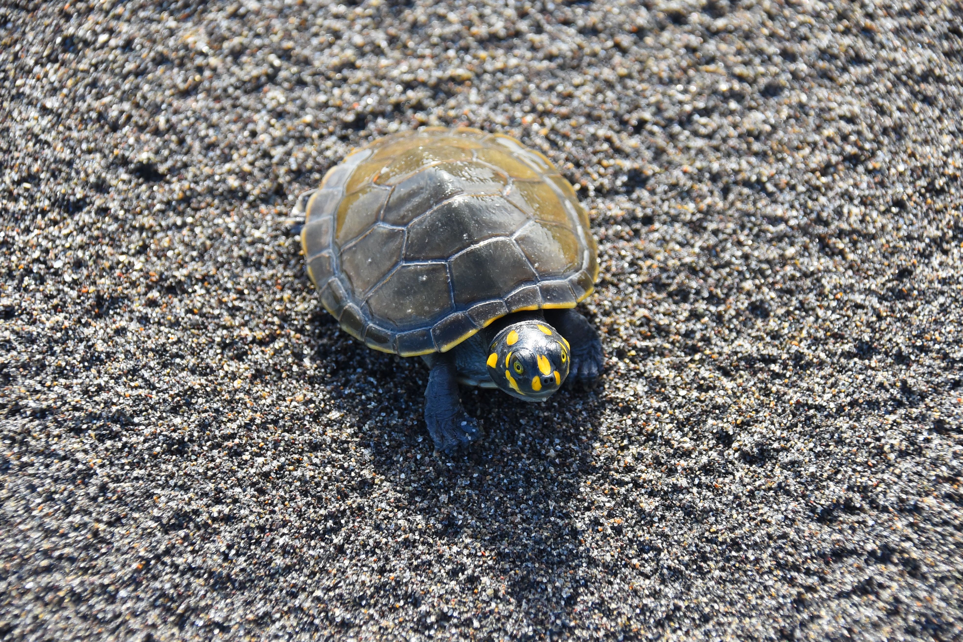 A Close-Up Shot of a Yellow-Spotted River Turtle · Free Stock Photo