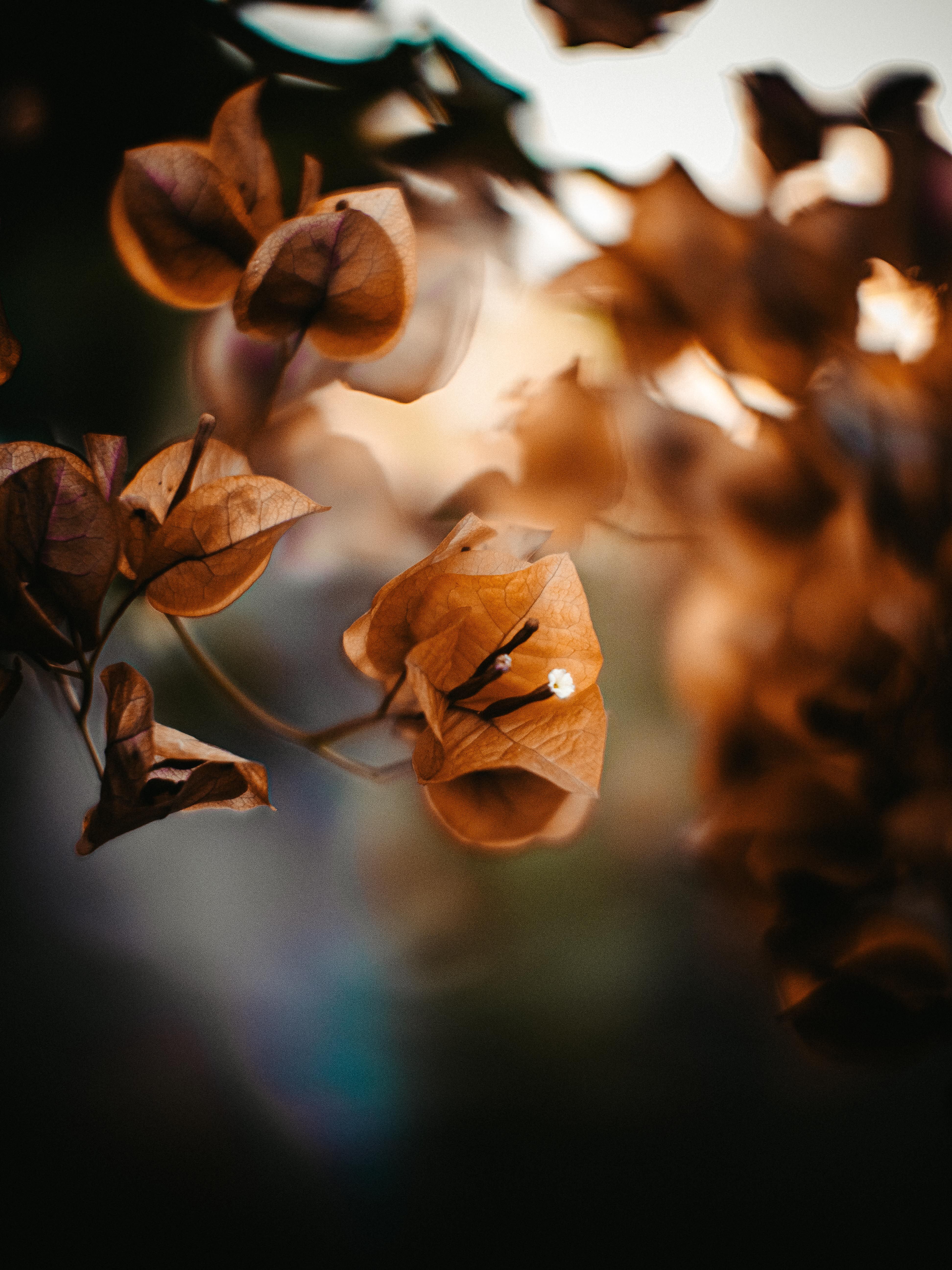 Close-Up Shot of Brown Bougainvillea Flowers · Free Stock Photo